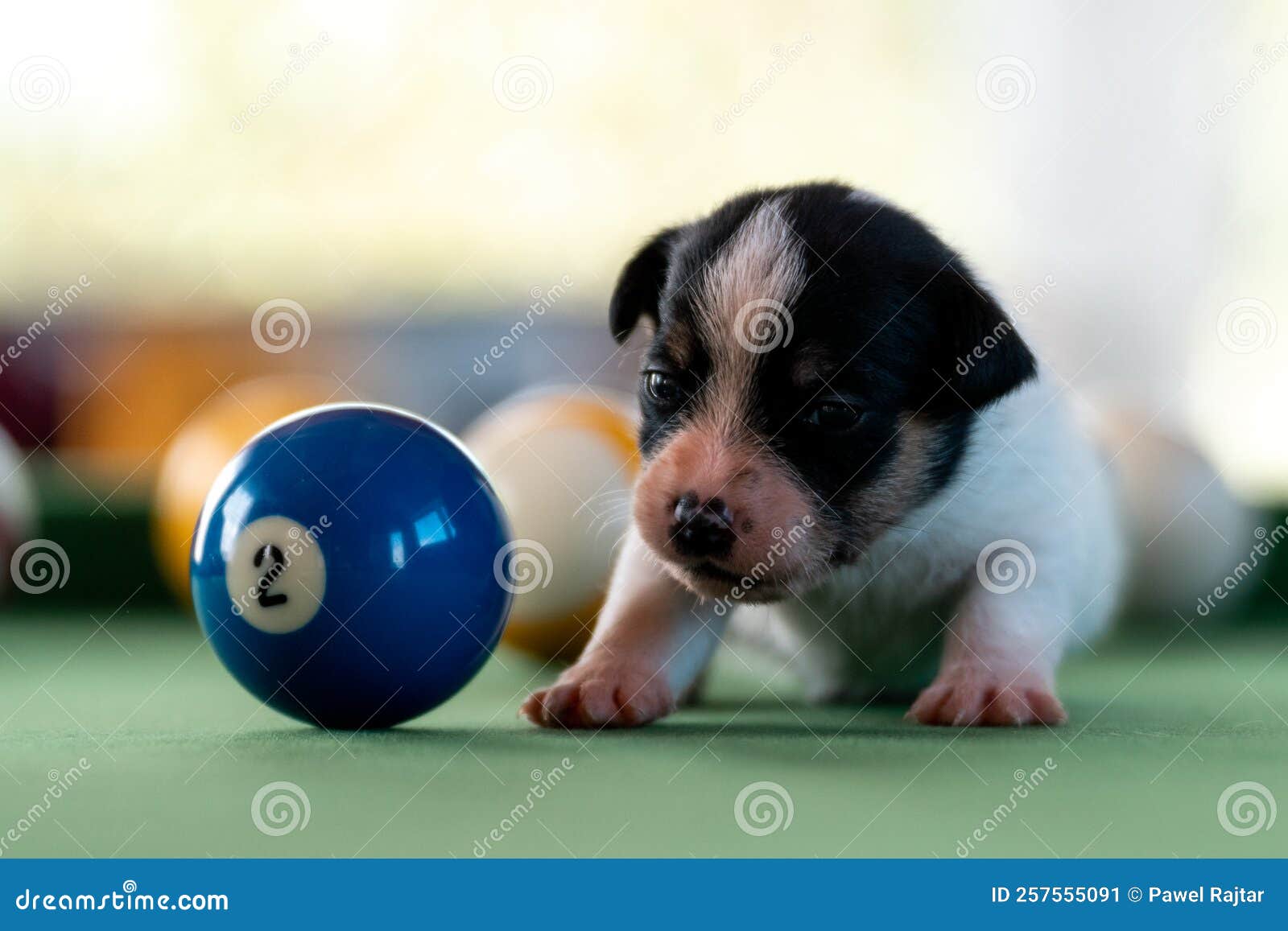 Little Puppies on the Pool Table among Billiard Balls Stock Image ...