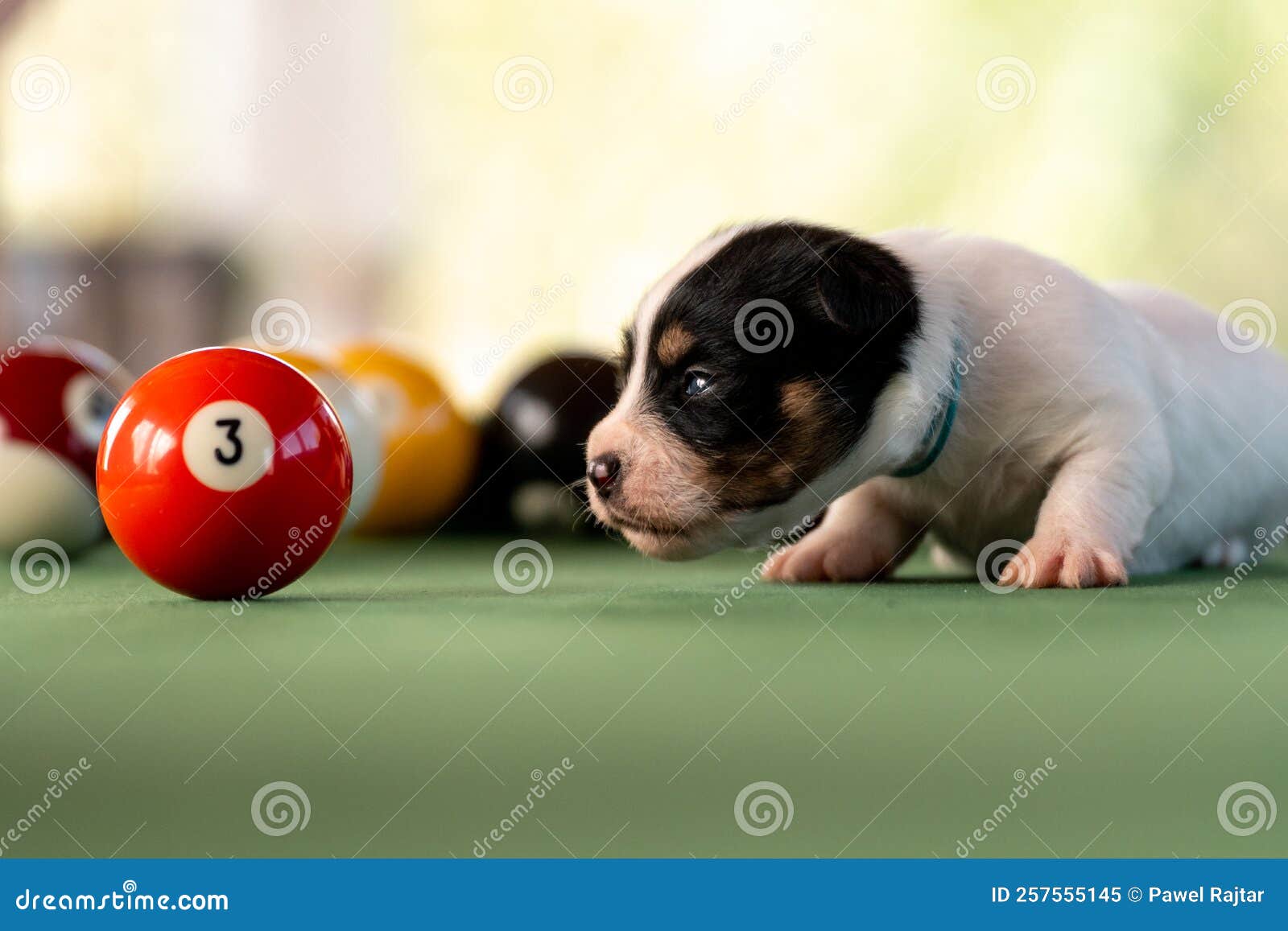 Little Puppies on the Pool Table among Billiard Balls Stock Image ...