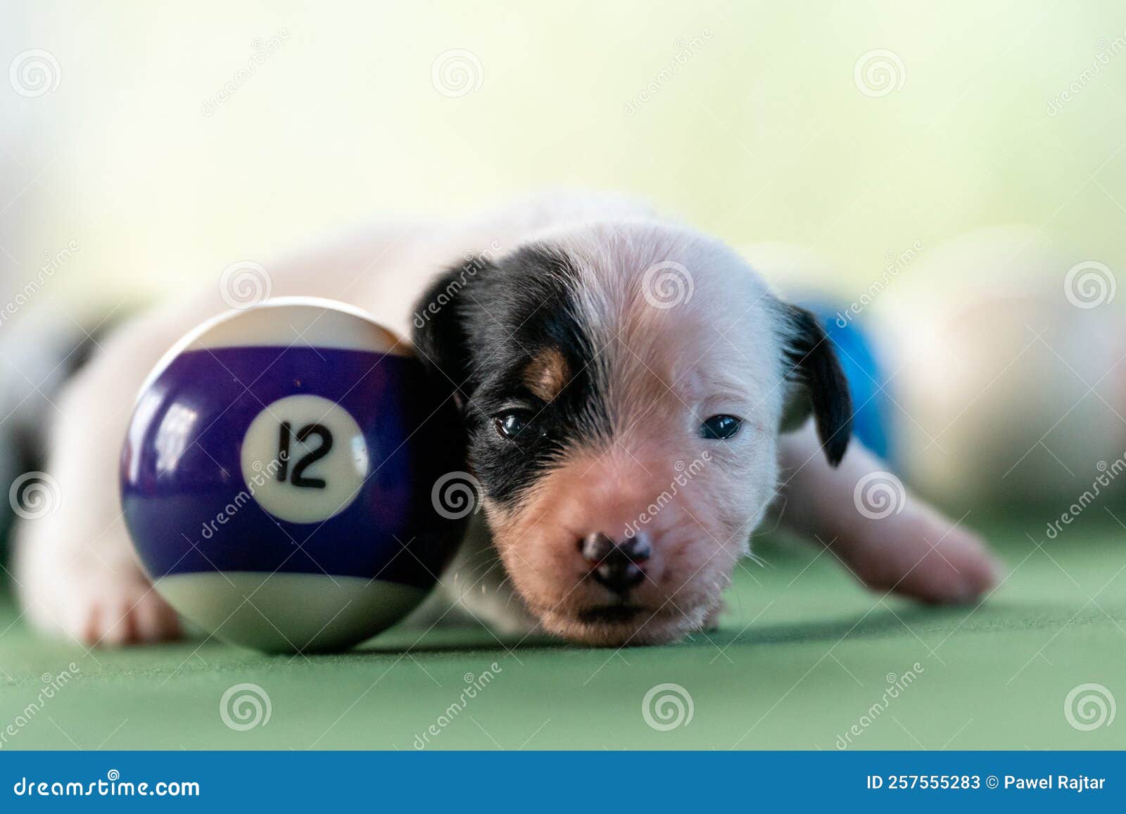 Little Puppies on the Pool Table among Billiard Balls Stock Image ...