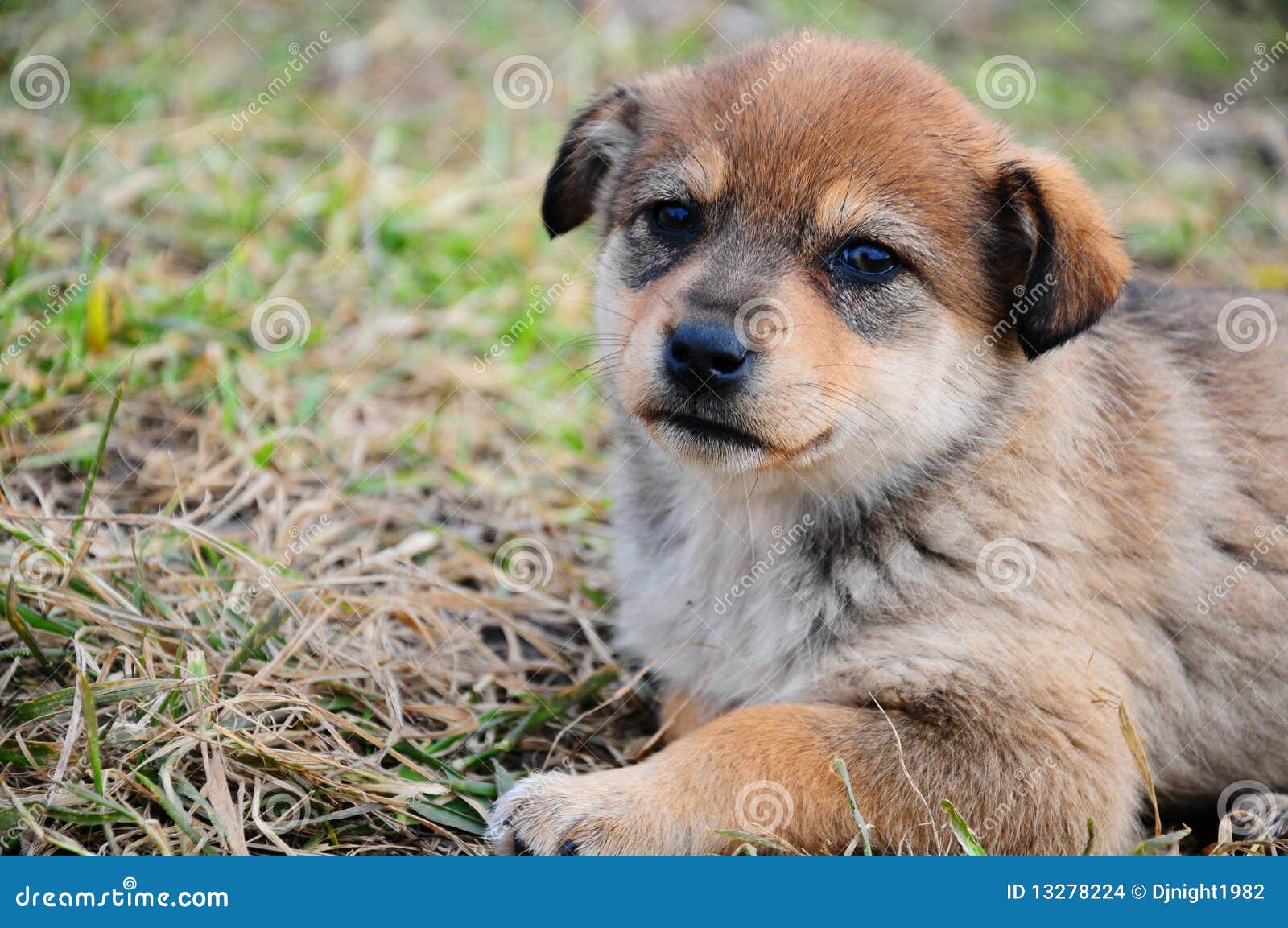 Little Puppy In A Suit Isolated On A Green Background Royalty-Free ...