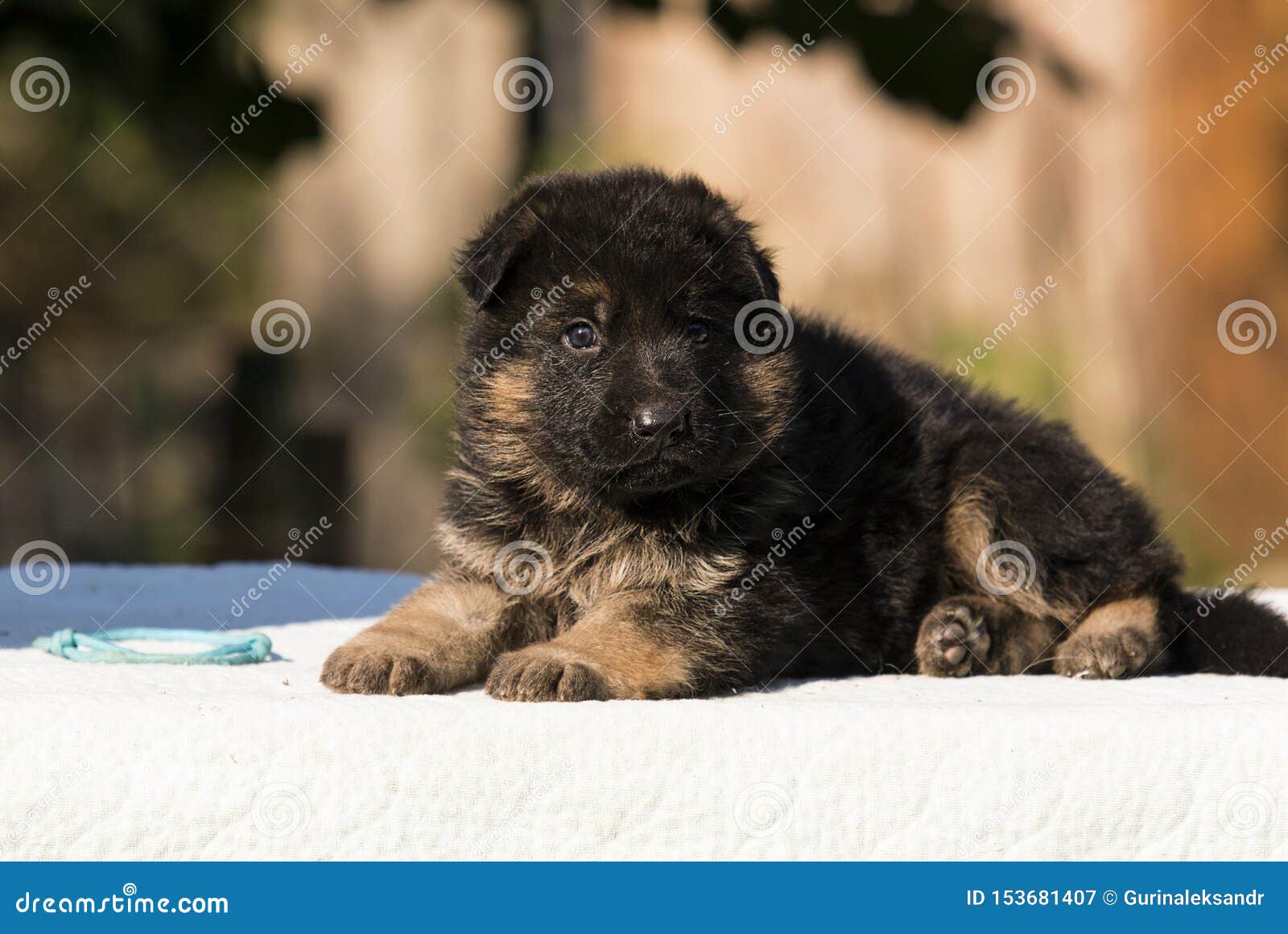 Puppy Breed German Shepherd Stock Image - Image of little, canine ...