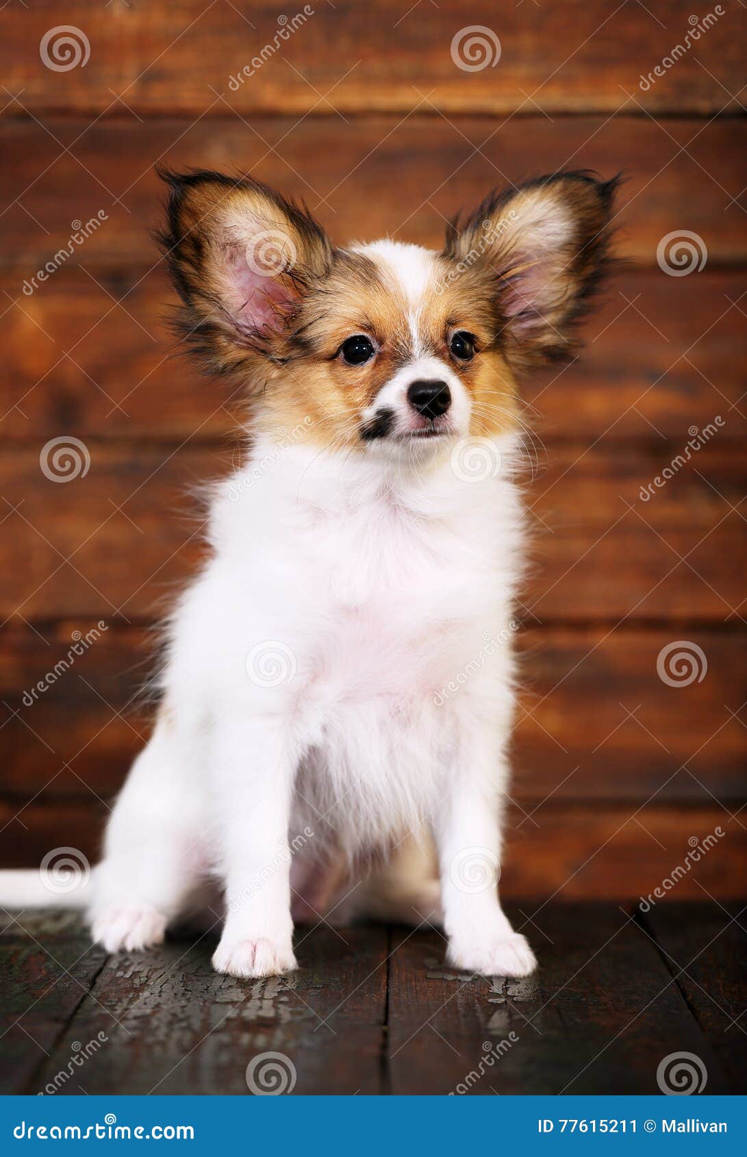 Puppy Breeds Papillon, Close-up Stock Photography | CartoonDealer.com ...