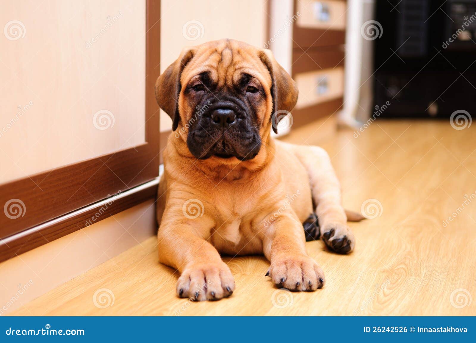 Little puppy bullmastiff stock photo. Image of doggy - 26242526
