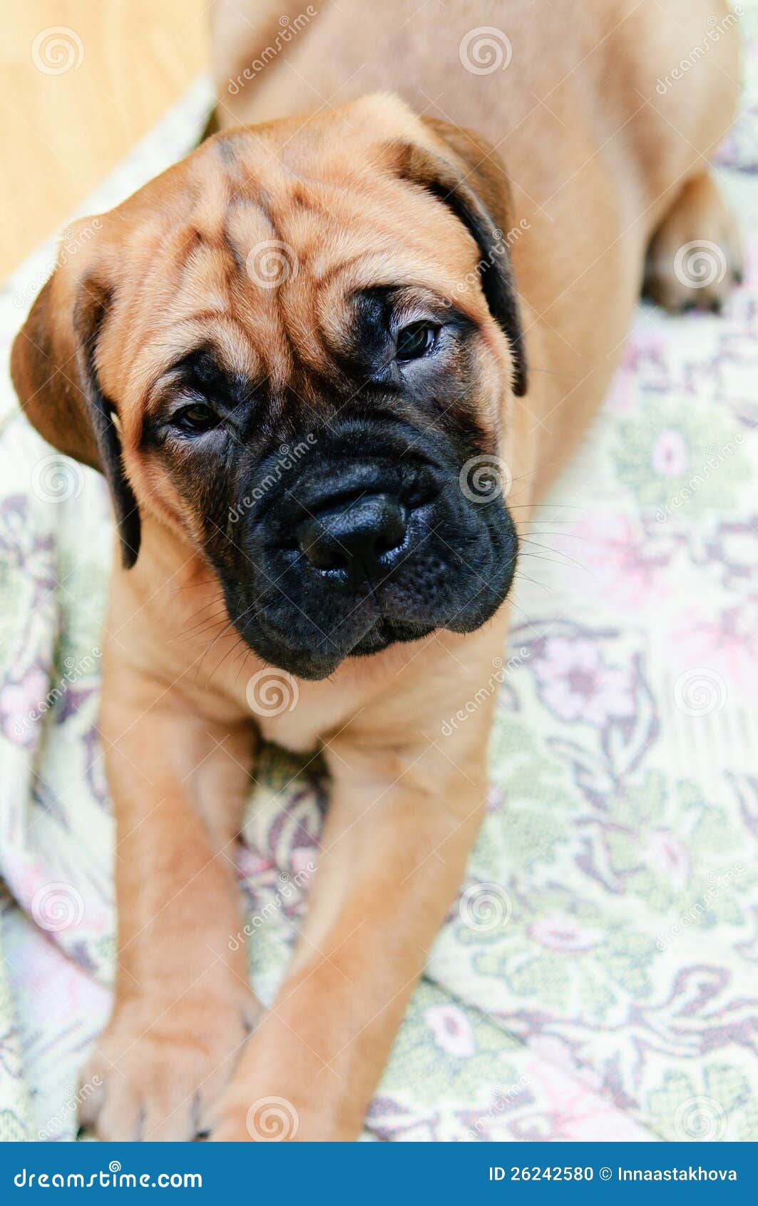 Little puppy bullmastiff stock photo. Image of brown - 26242580