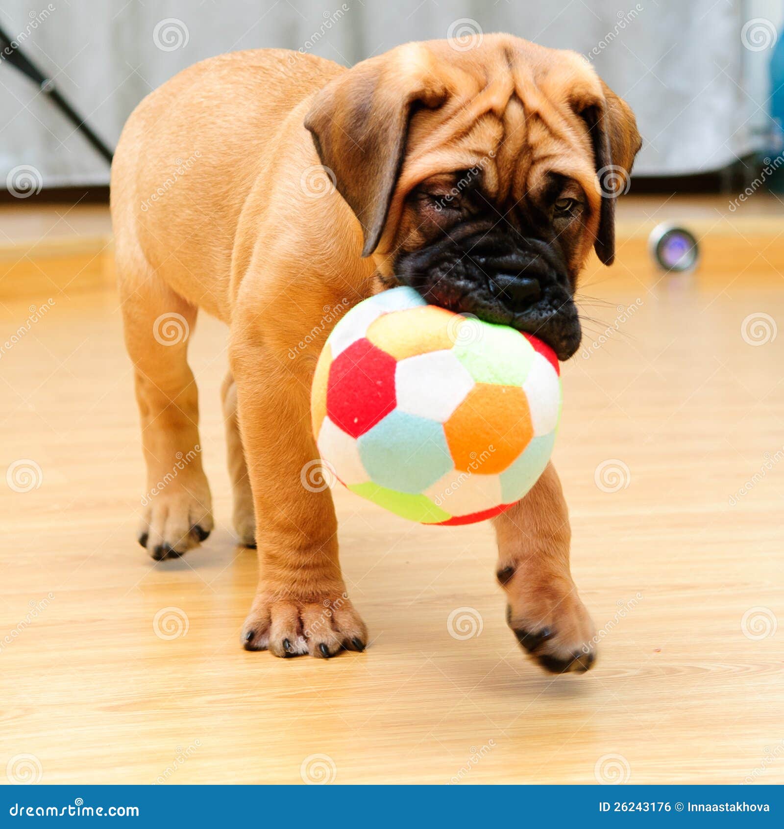 Little puppy bullmastiff stock photo. Image of flat, playful - 26243176