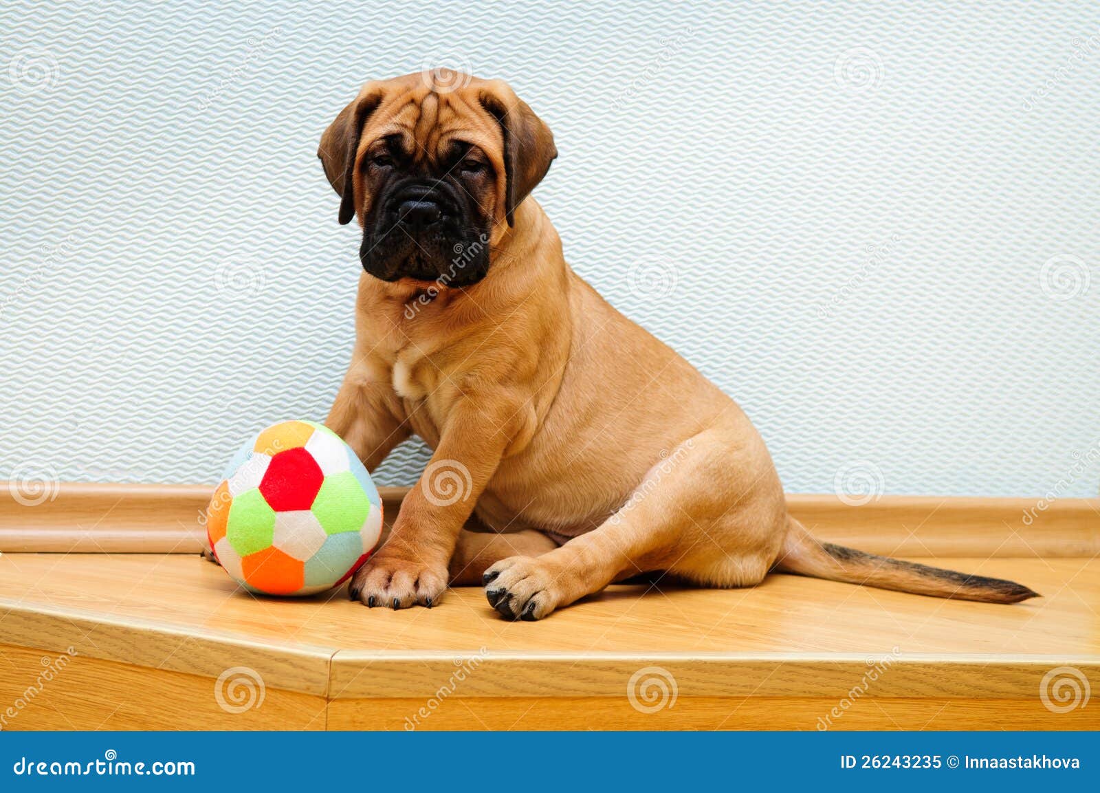 Little puppy bullmastiff stock image. Image of ball, little - 26243235
