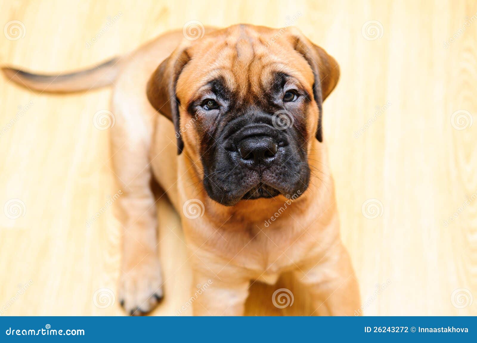 Little puppy bullmastiff stock photo. Image of attractive - 26243272
