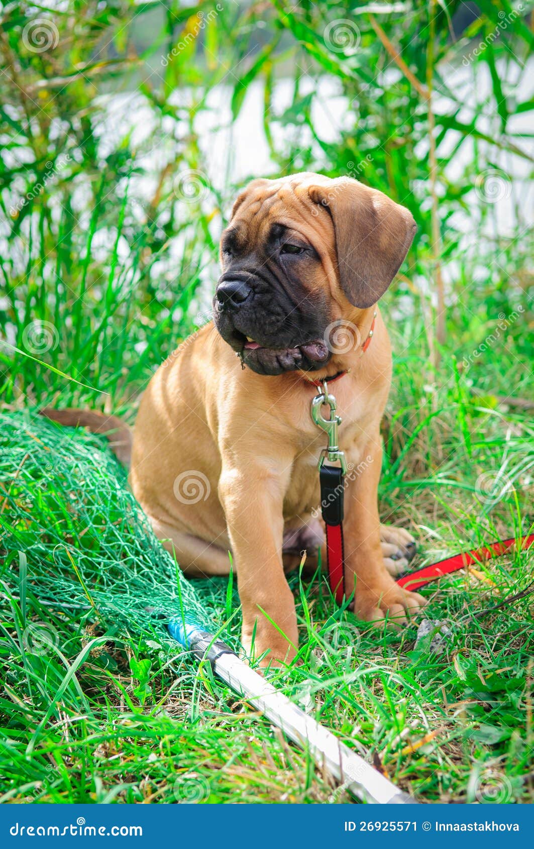 Little puppy bullmastiff stock image. Image of attractive - 26925571