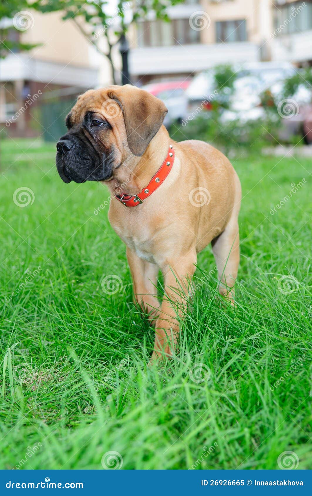 Little puppy bullmastiff stock image. Image of mammal - 26926665