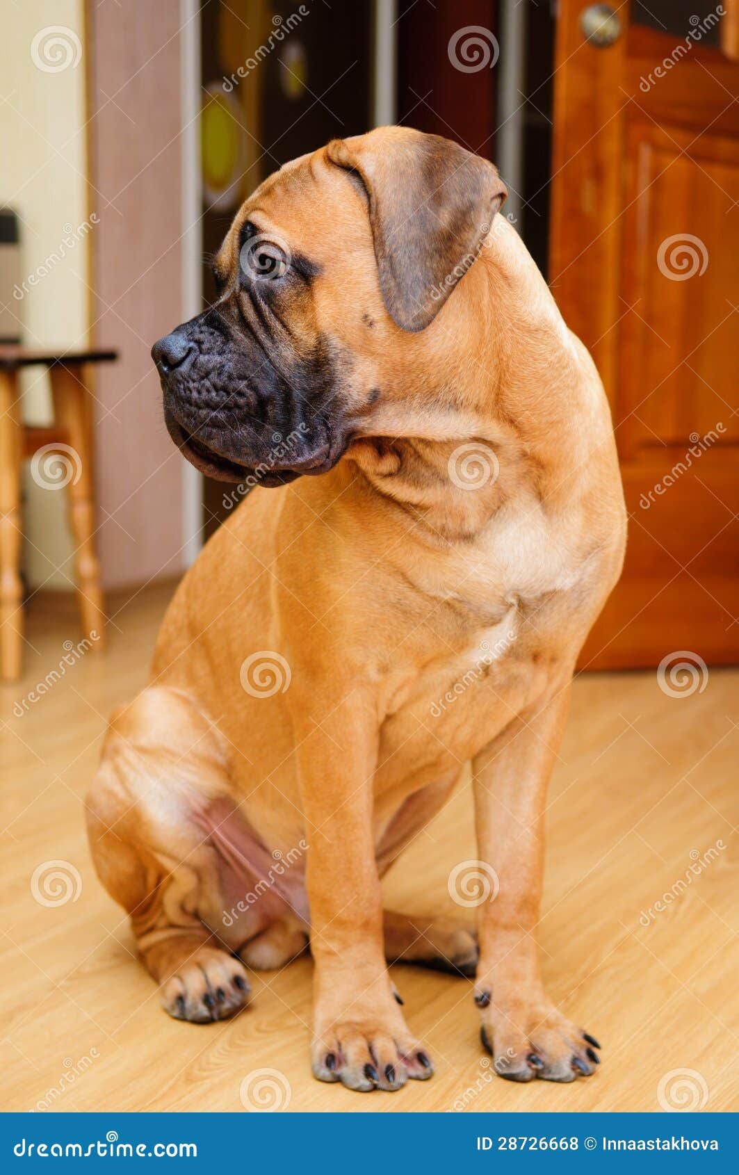 Little puppy bullmastiff stock photo. Image of adorable - 28726668