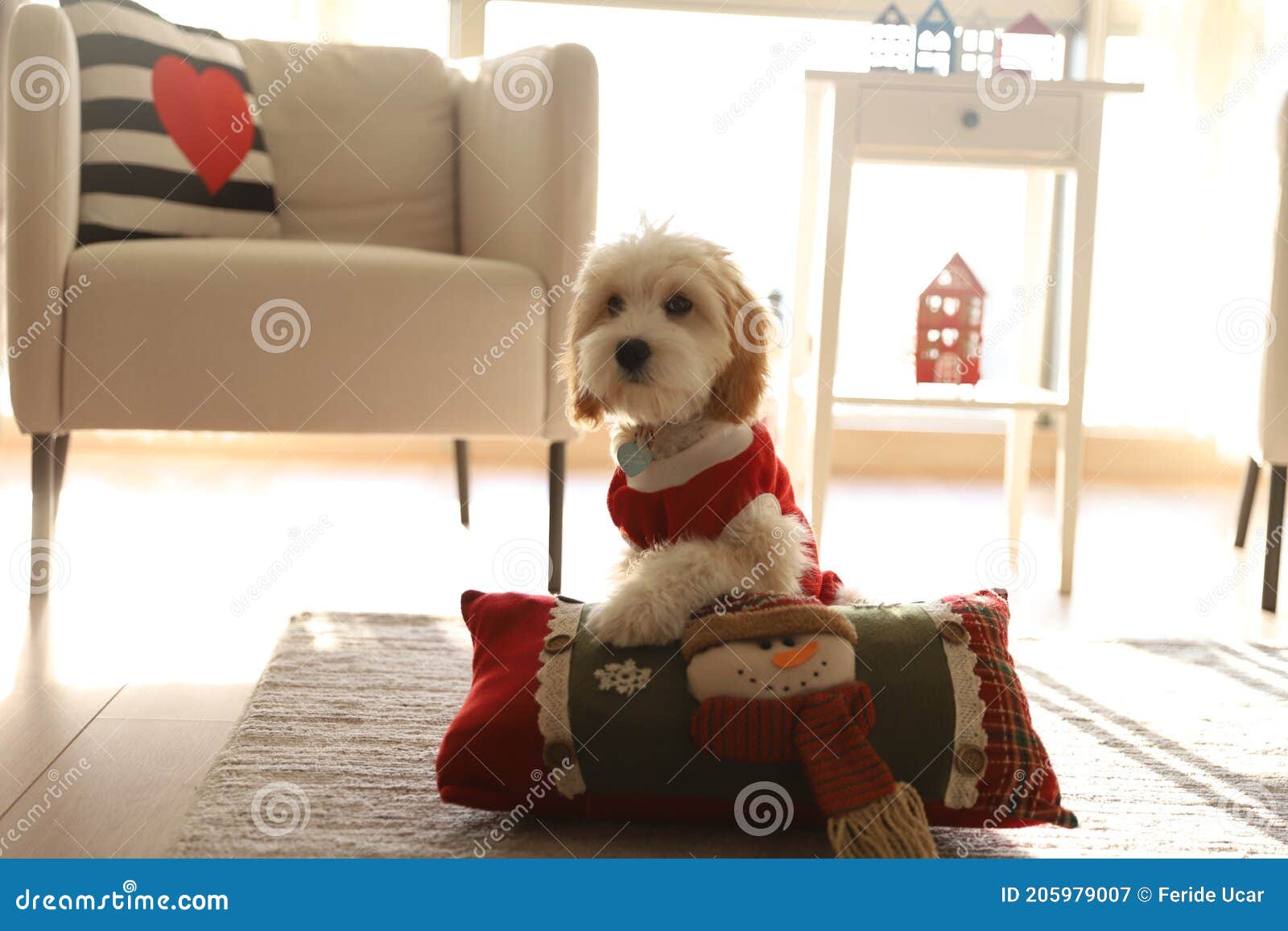 Little Puppy of Cavapoo with Red Cloth Stock Image - Image of cavapoo ...