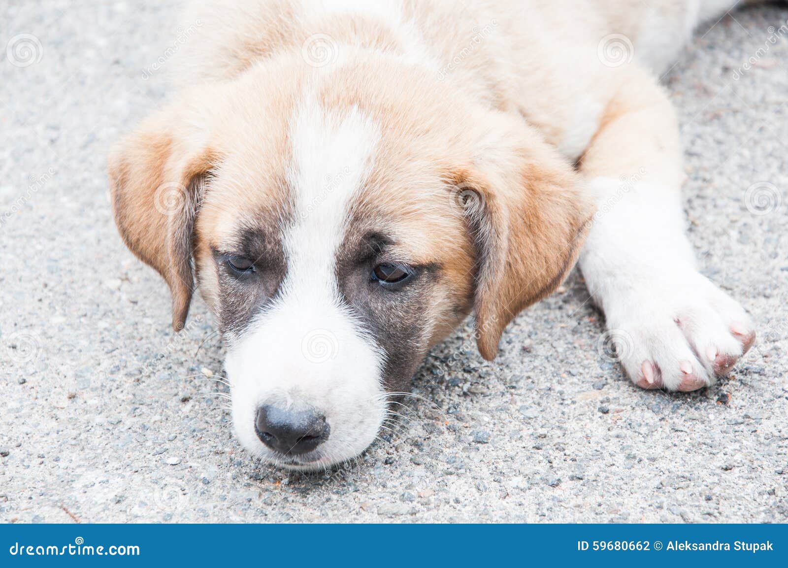 The little puppy dog stock photo. Image of lying, domestic - 59680662