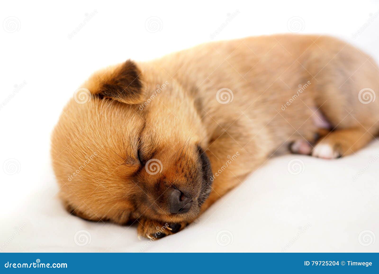 Little Puppy Fast Asleep on White Background Stock Photo - Image of ...