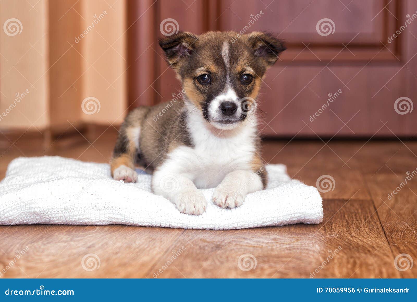 Little puppy looks stock photo. Image of comfortable - 70059956