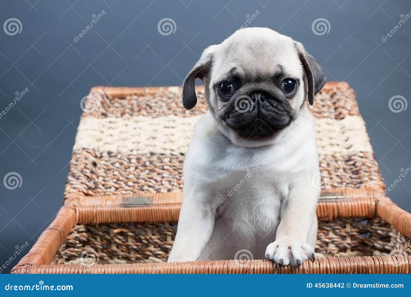 Little puppy pug stock photo. Image of cute, adorable - 45638442