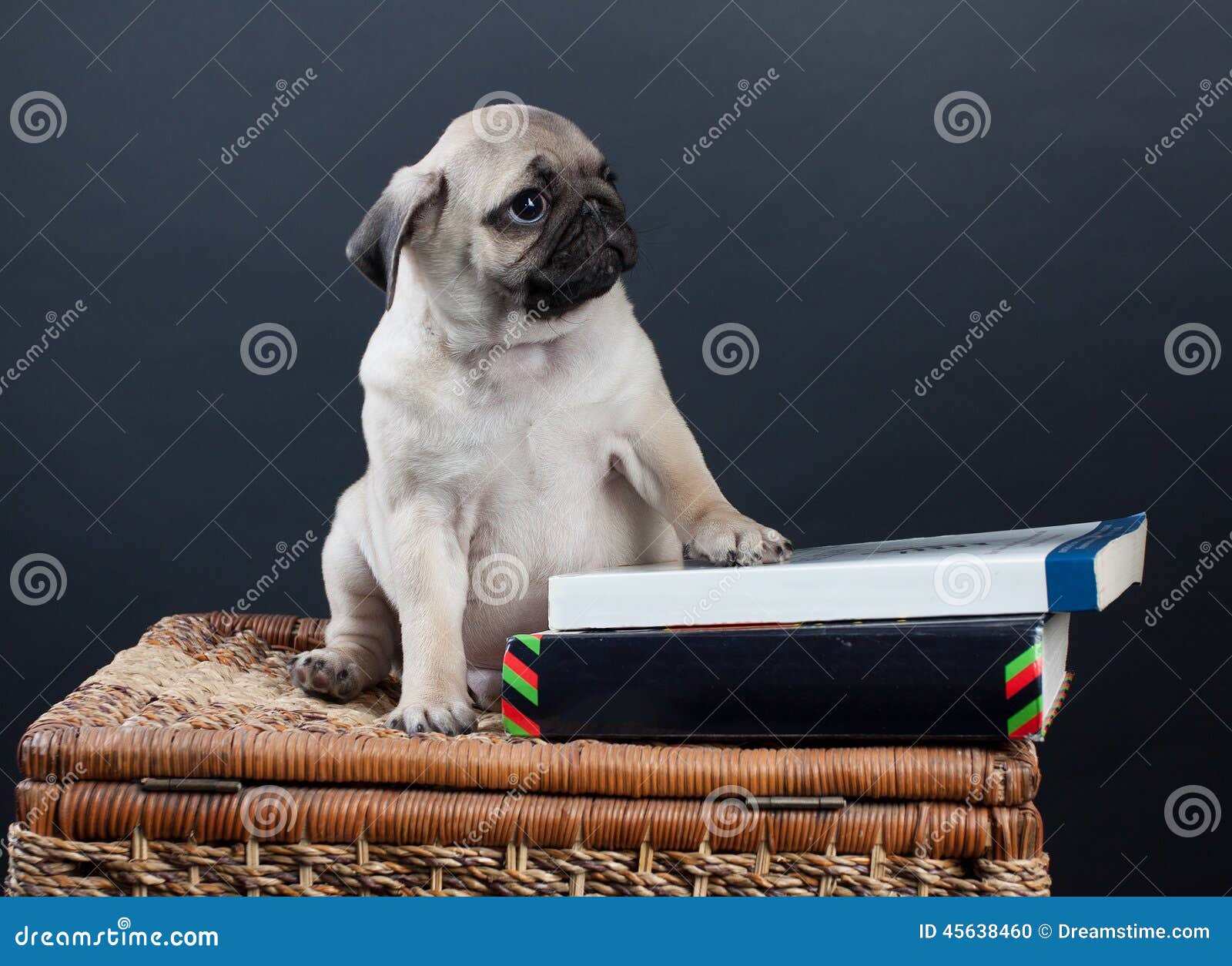 Little puppy pug stock photo. Image of books, standing - 45638460