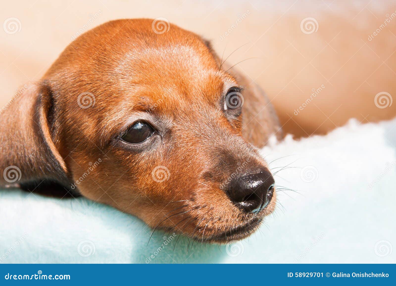 Little puppy of rate stock image. Image of puppy, breed - 58929701
