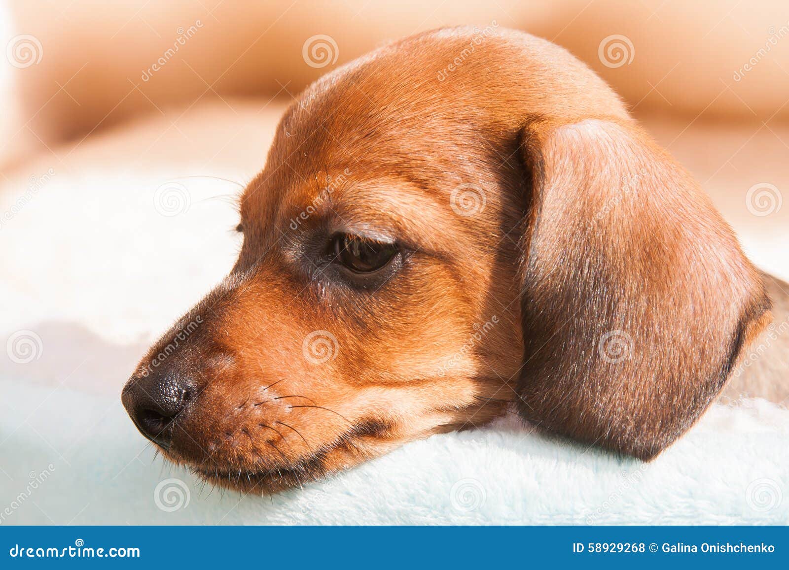 Little puppy of rate stock photo. Image of animal, muzzle - 58929268