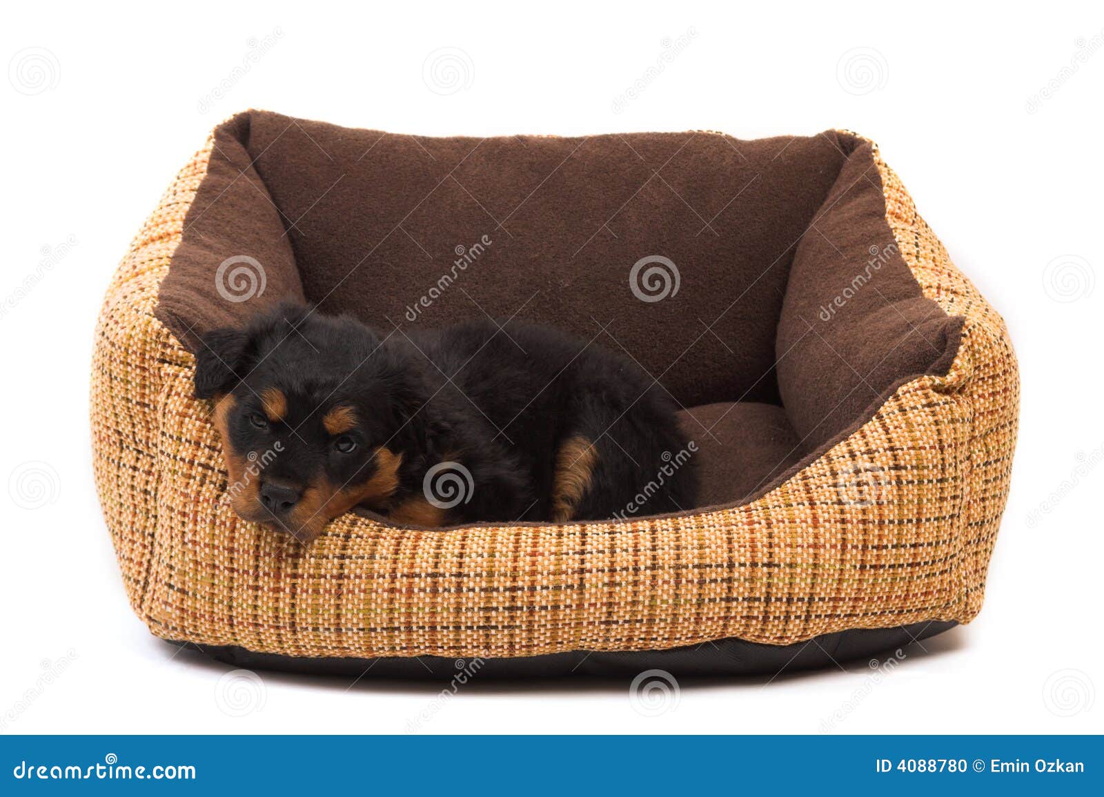 Little puppy resting stock photo. Image of chill, isolated - 4088780