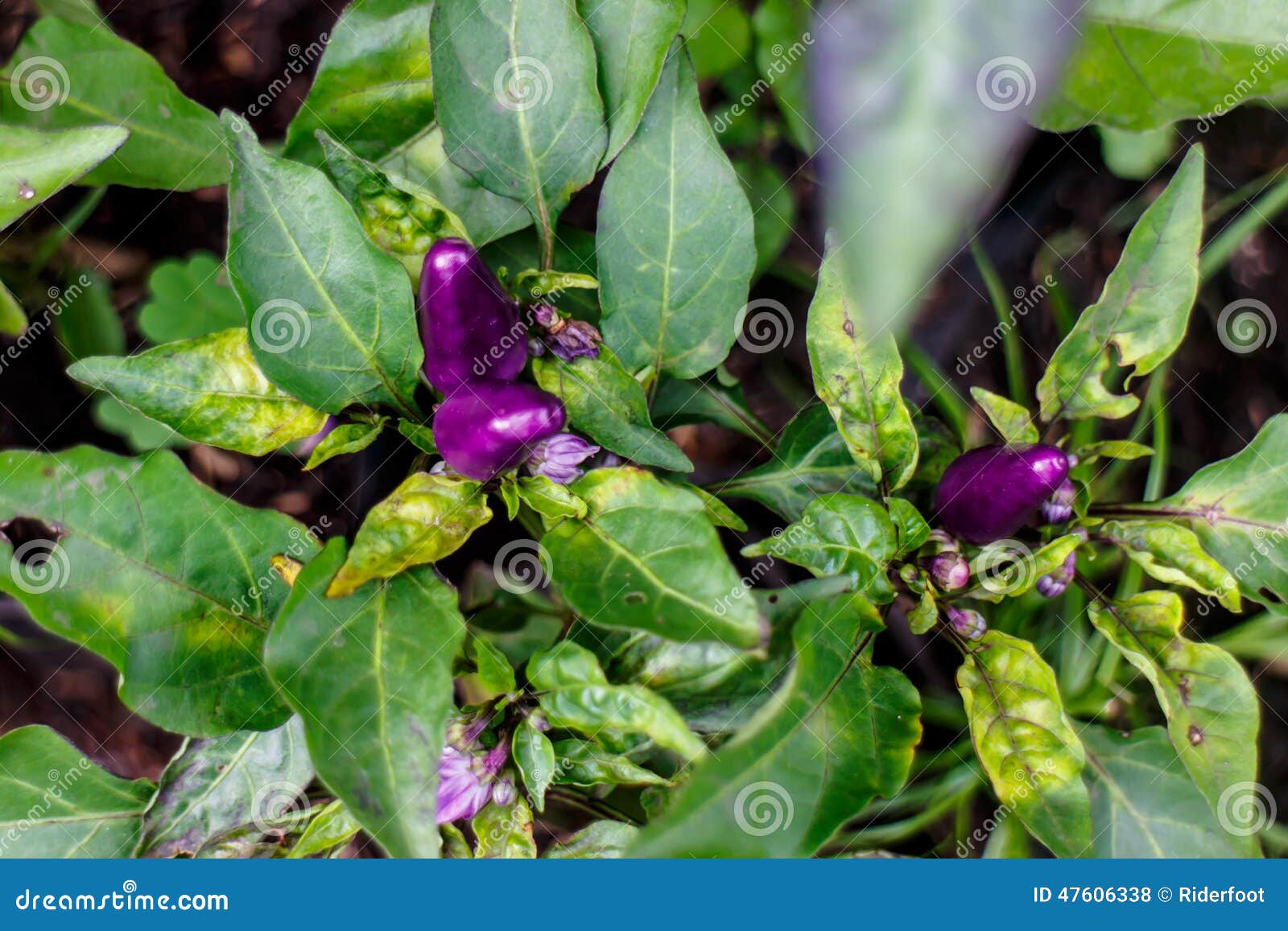 Little Purple Chili in the Plant Stock Photo - Image of arid, agave ...