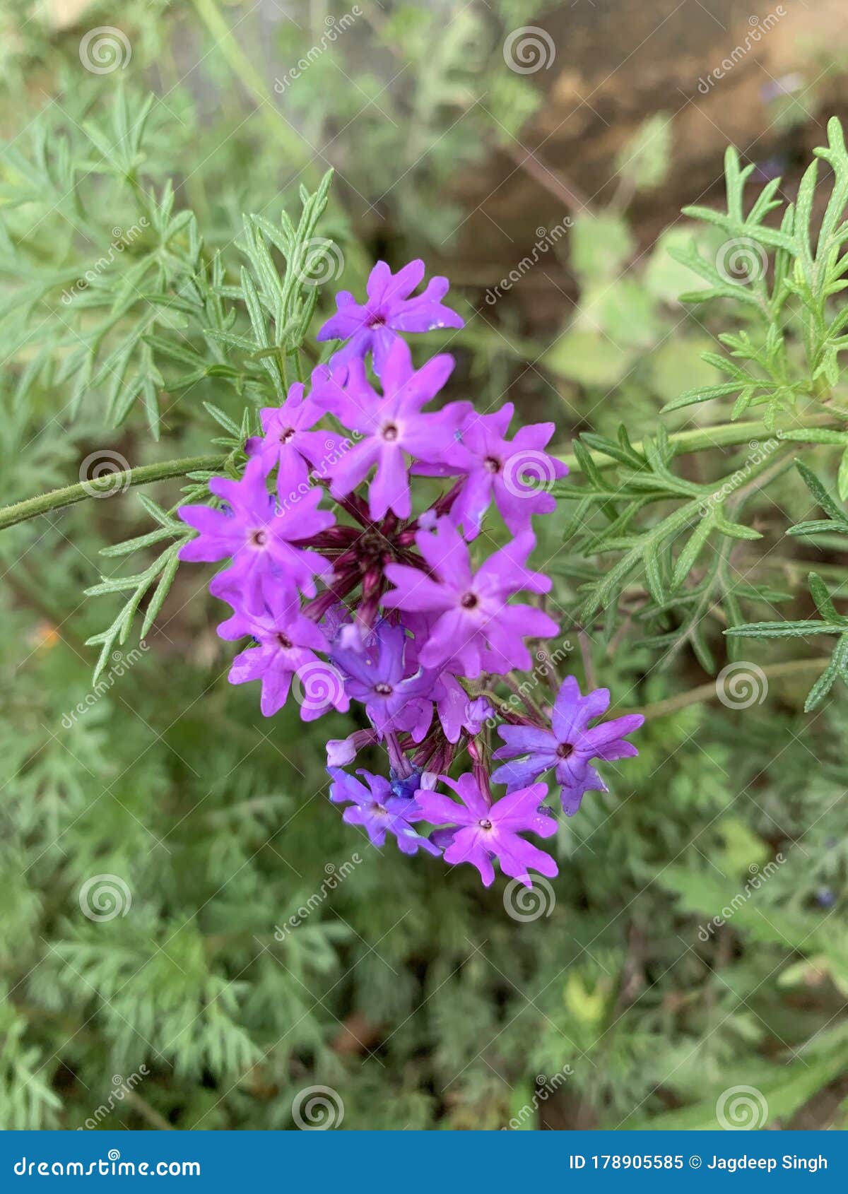 Cute Little Purple Flowers in a Garden Stock Image - Image of floral ...