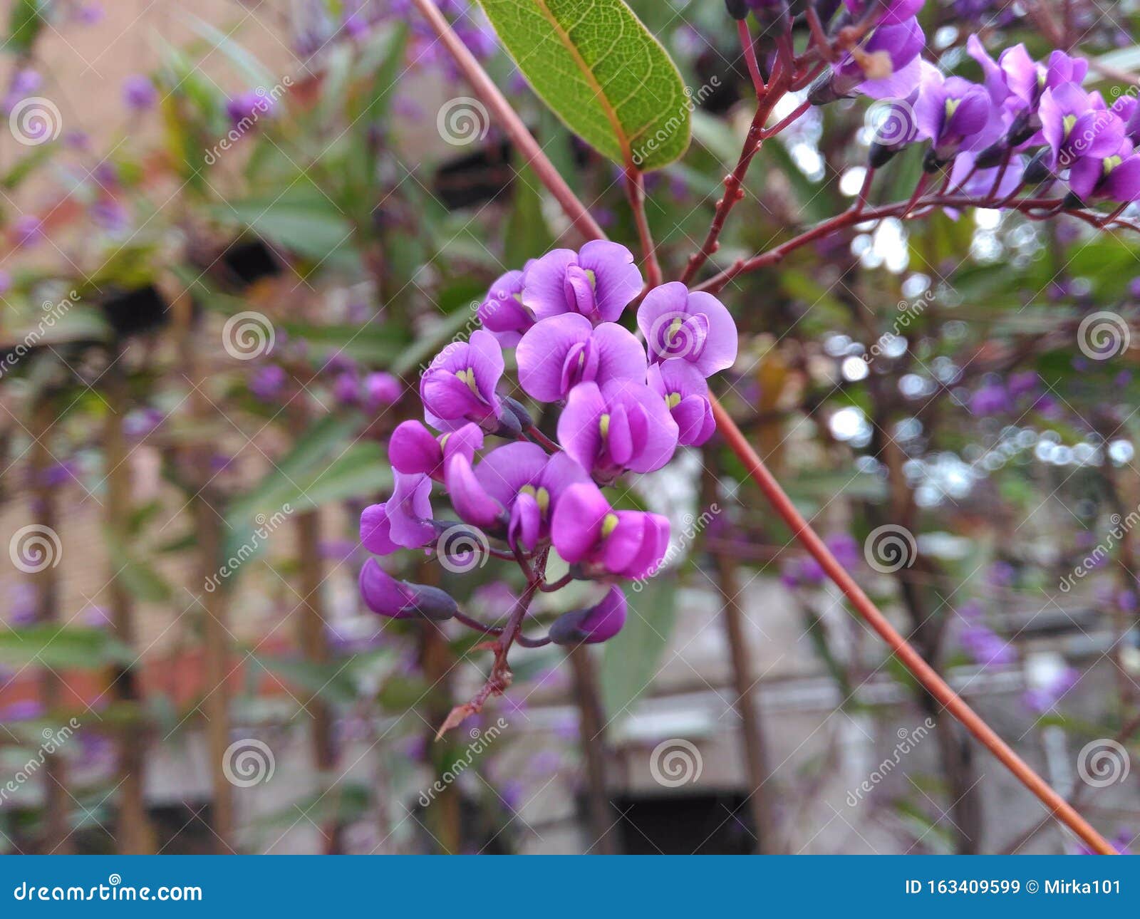 Little Purple Flowers in a Spring Day Stock Image - Image of little ...