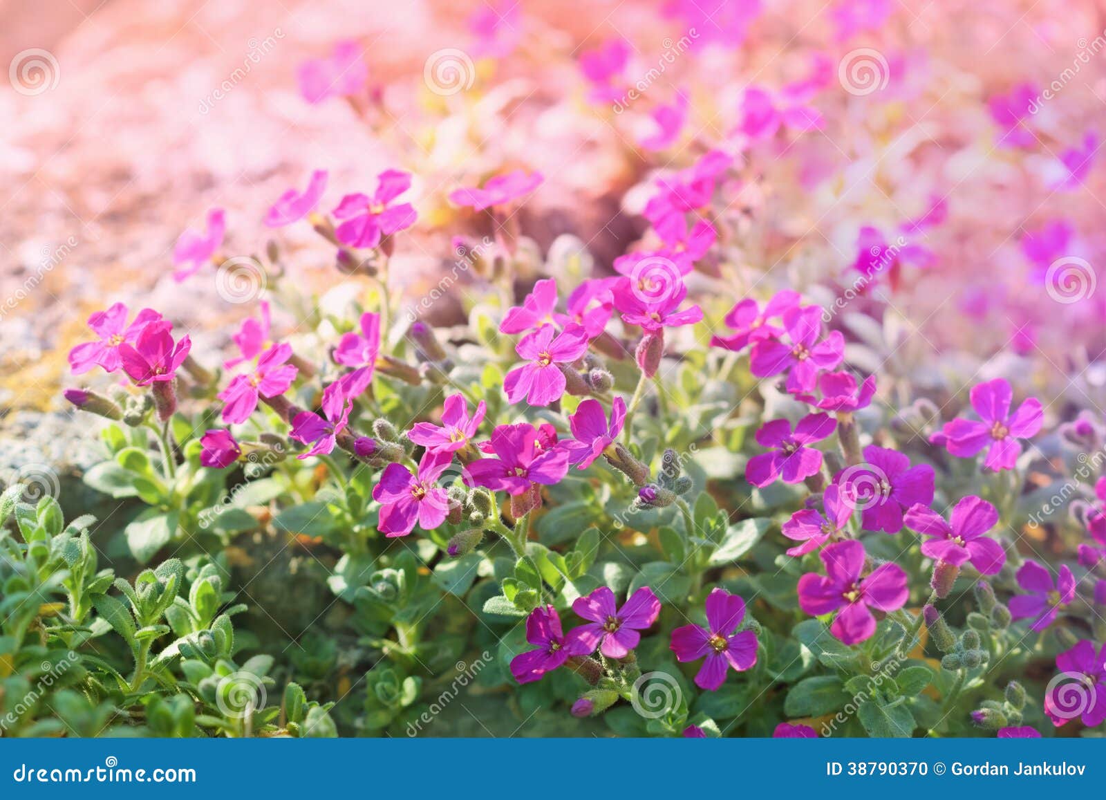 Little Purple Flowers in the Spring Stock Photo - Image of april ...