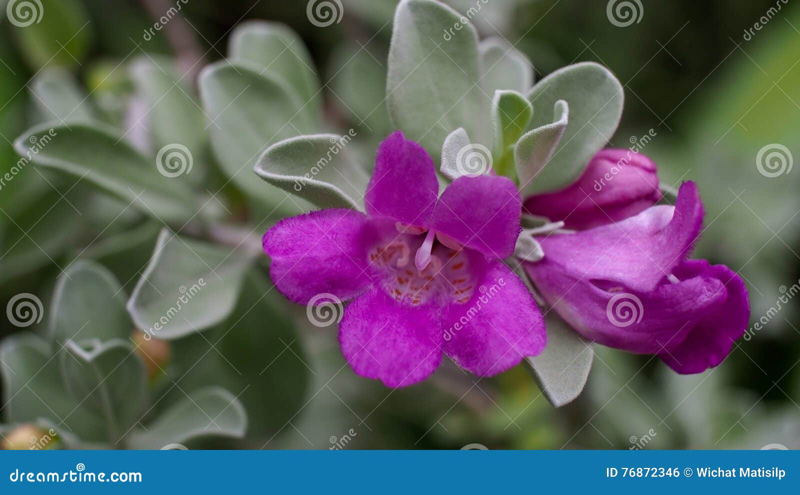 Little Purple Neon Flowers Blooming Stock Photo - Image of large ...
