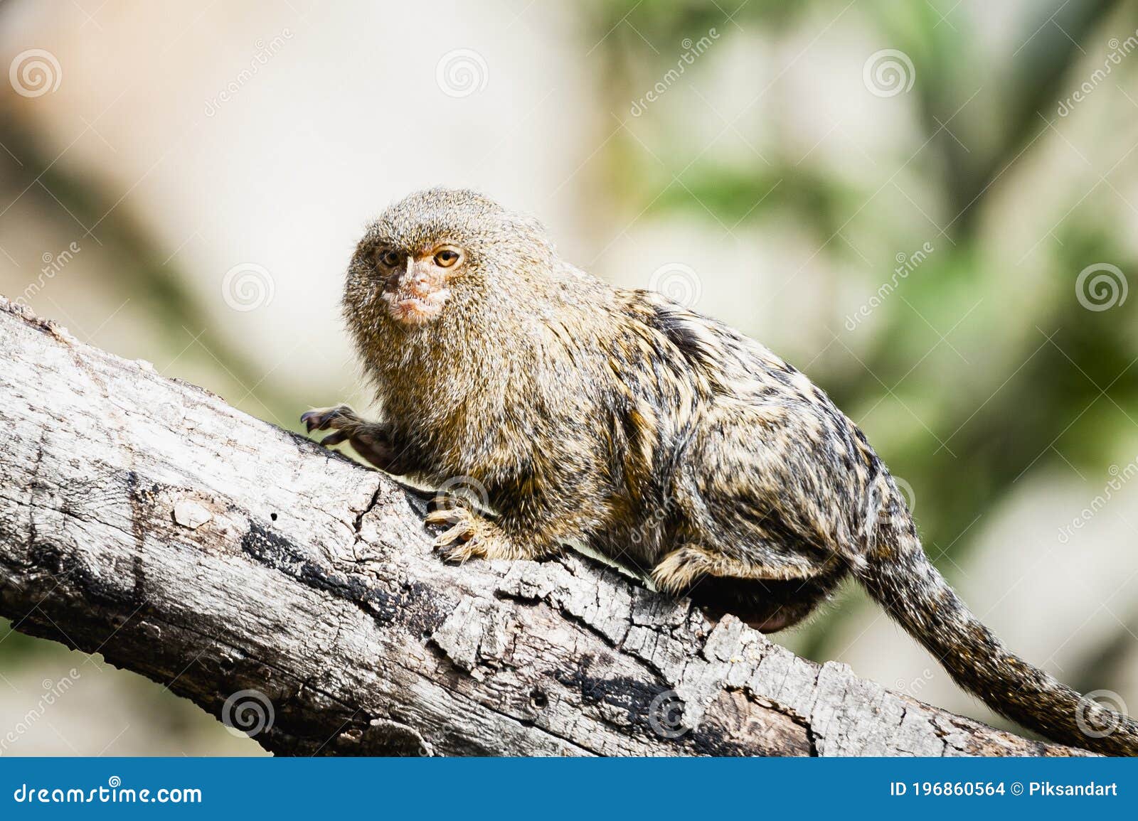 Little Pygmy Marmoset Monkey Stock Photo - Image of natural, brown ...