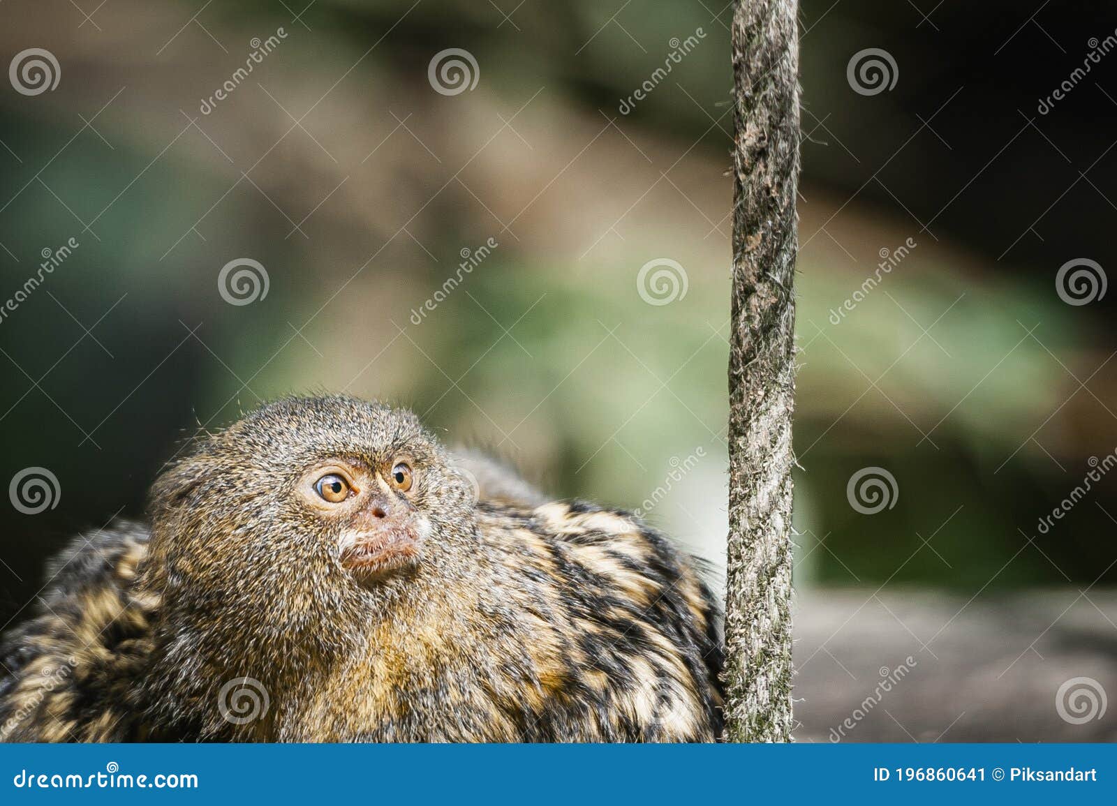 Little Pygmy Marmoset Monkey Stock Image - Image of jungle, cute: 196860641