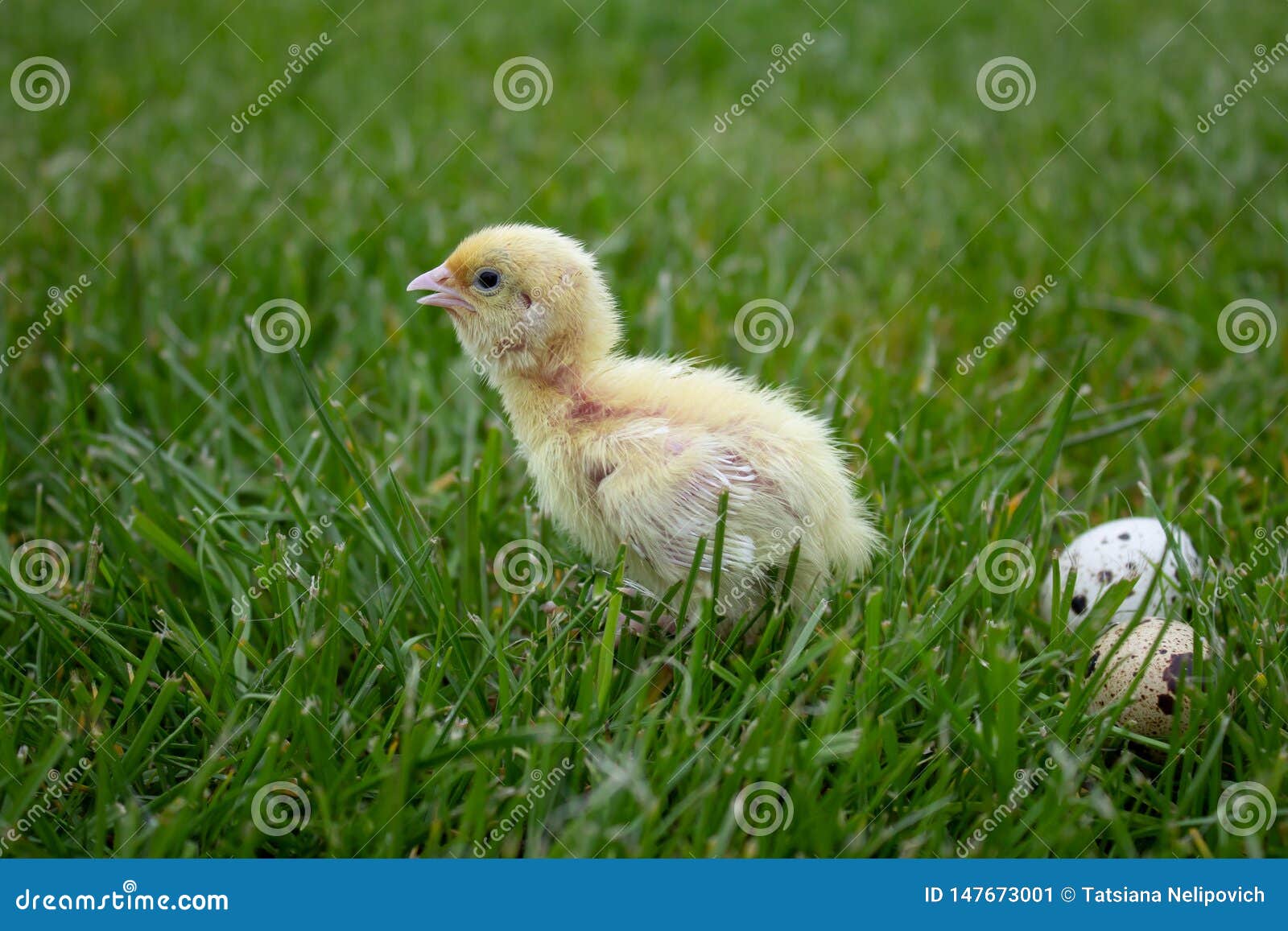 Little Quail Chick with Eggs in Green Grass. Texas Quail Stock Image ...