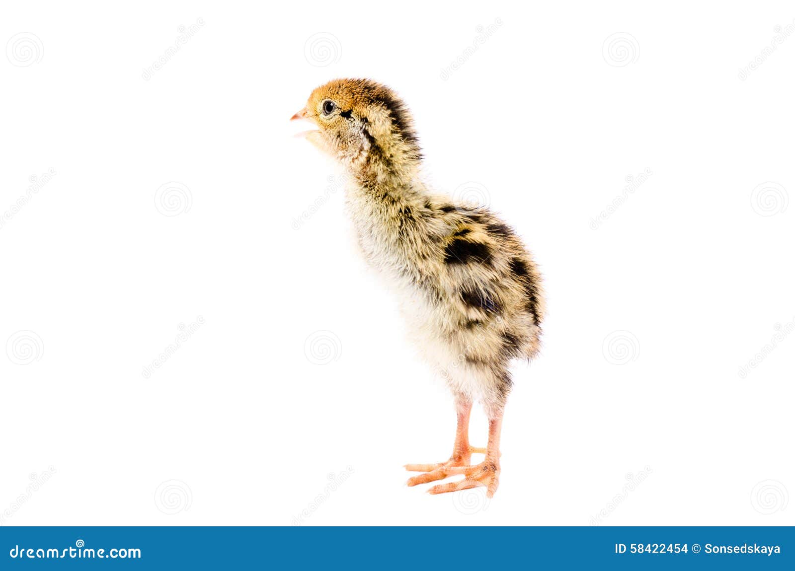 Little quail chick stock photo. Image of food, agriculture - 58422454