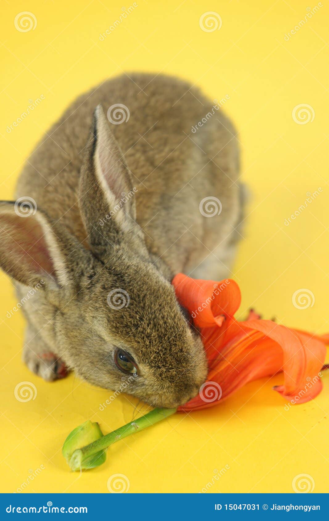 Little rabbit stock image. Image of home, farming, bugs - 15047031