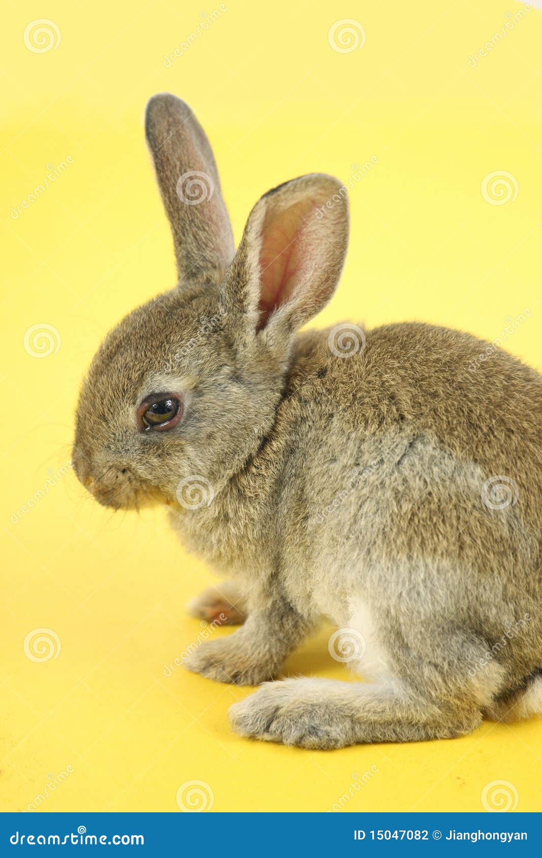 Little rabbit stock photo. Image of lawn, rabbit, brothers - 15047082