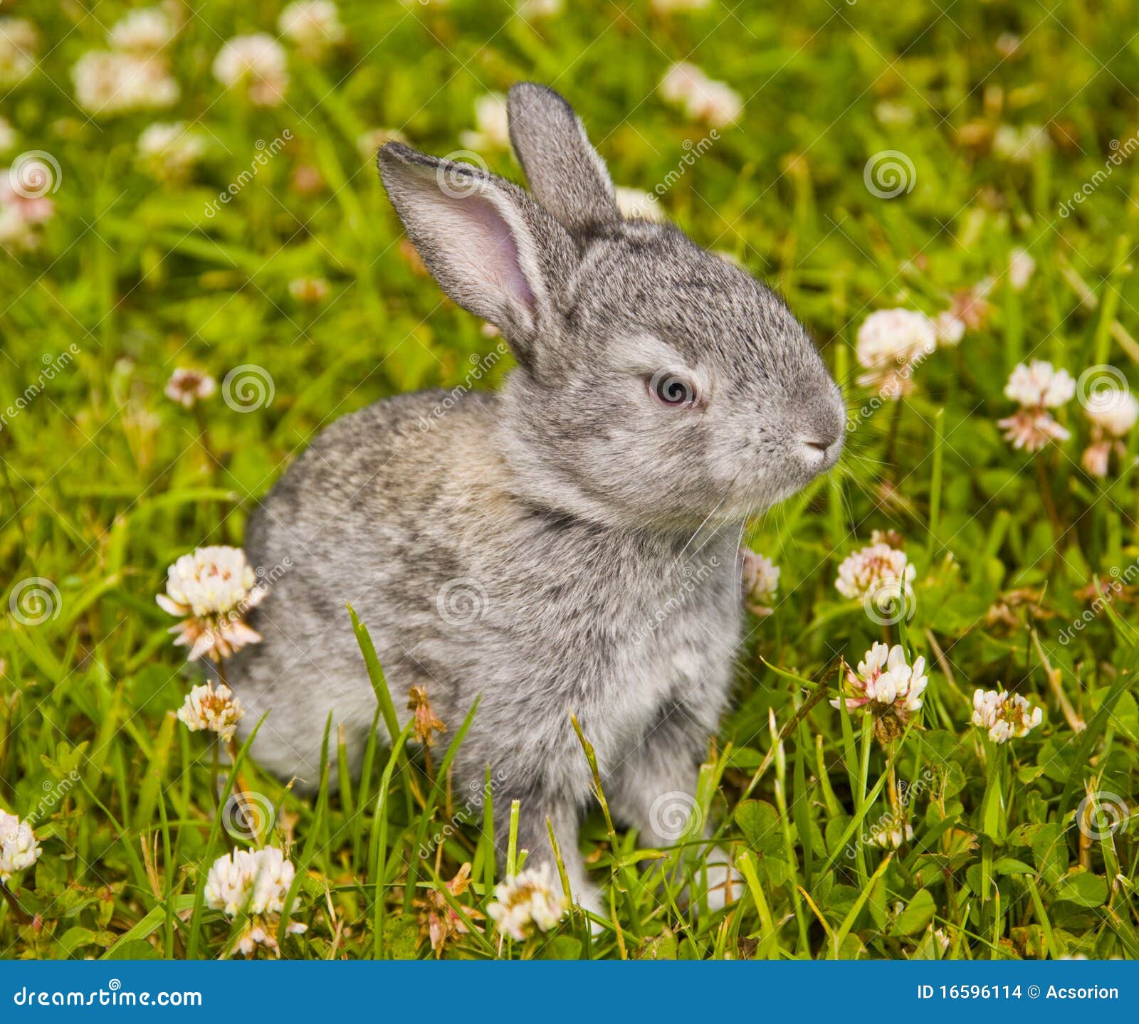 Little rabbit stock photo. Image of nature, easter, farm - 16596114
