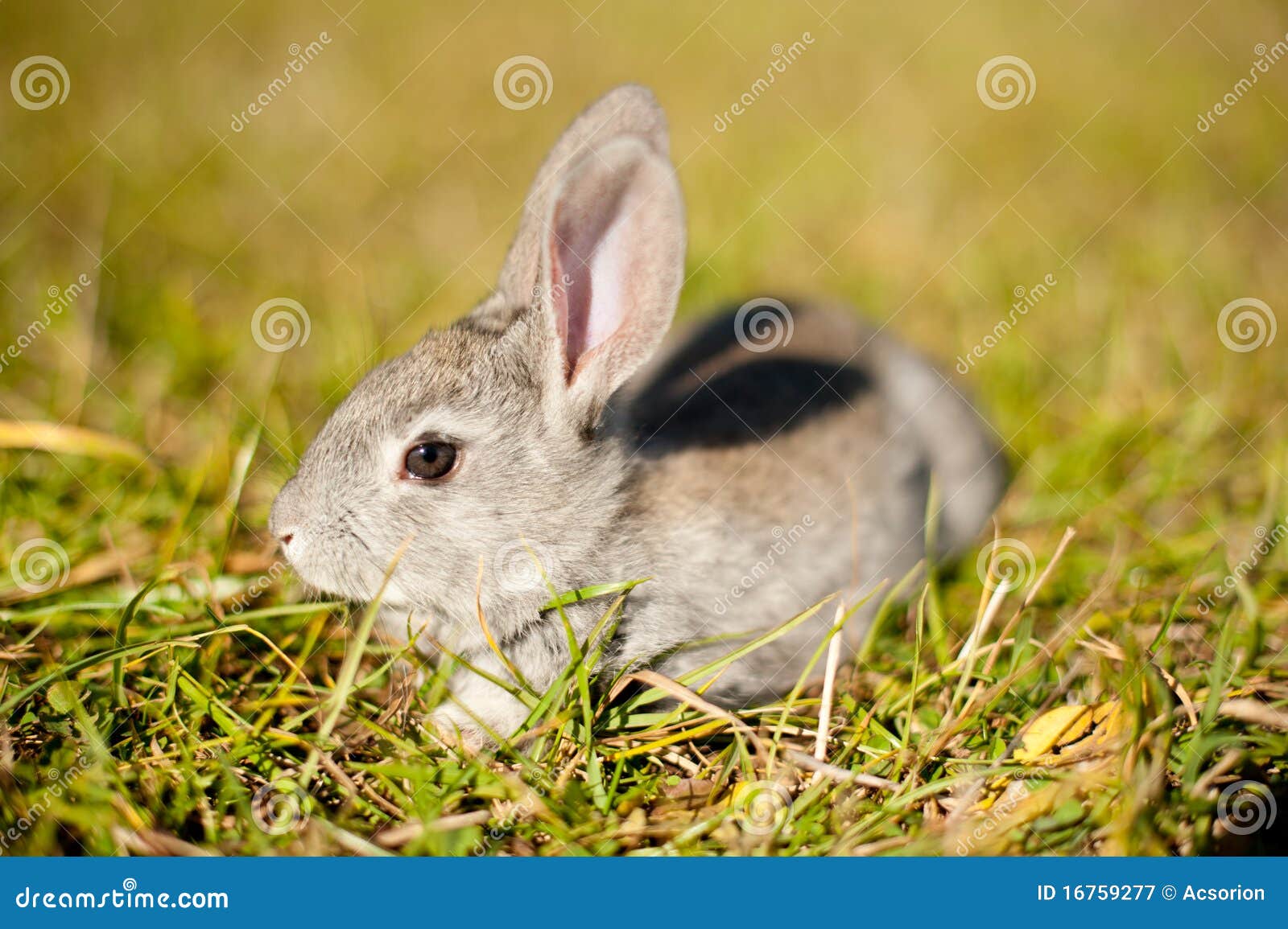 Little rabbit stock image. Image of face, view, pets - 16759277