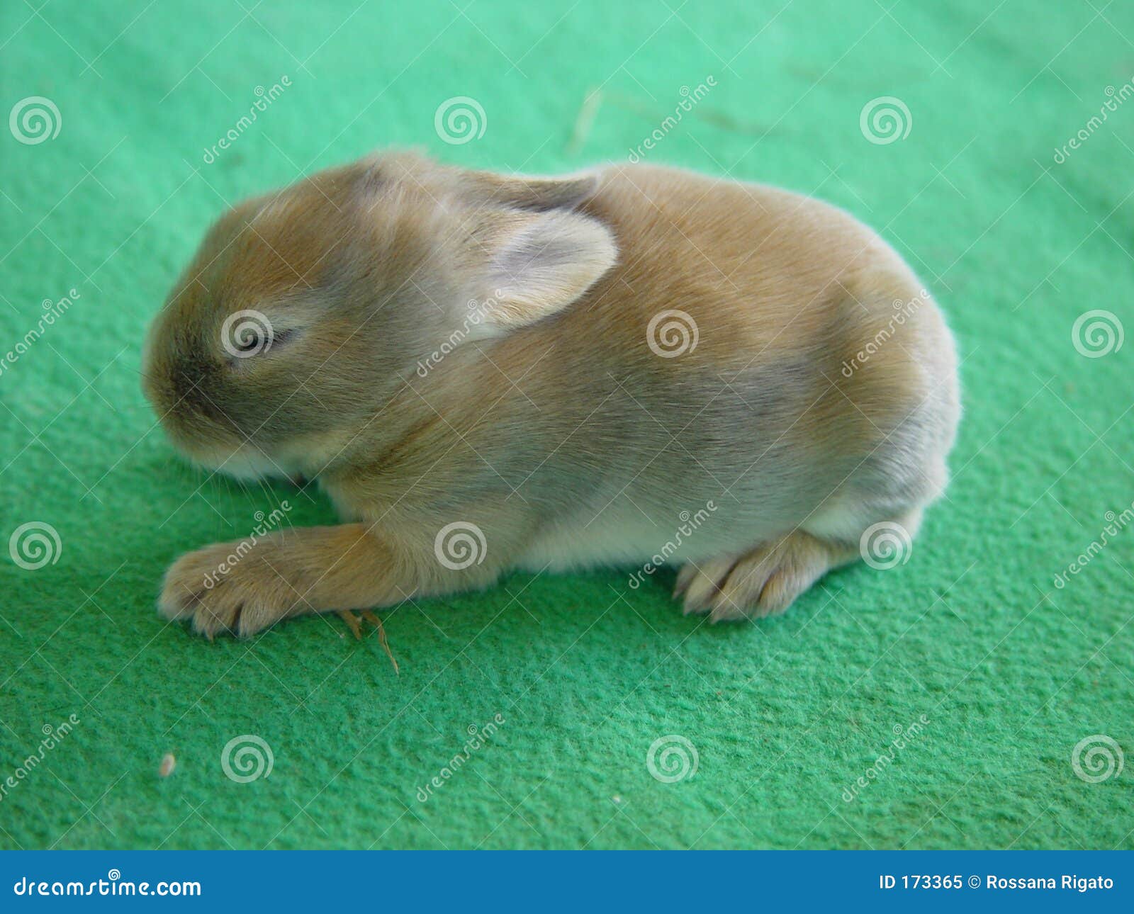 Little rabbit stock image. Image of rabbit, easter, sleep - 173365