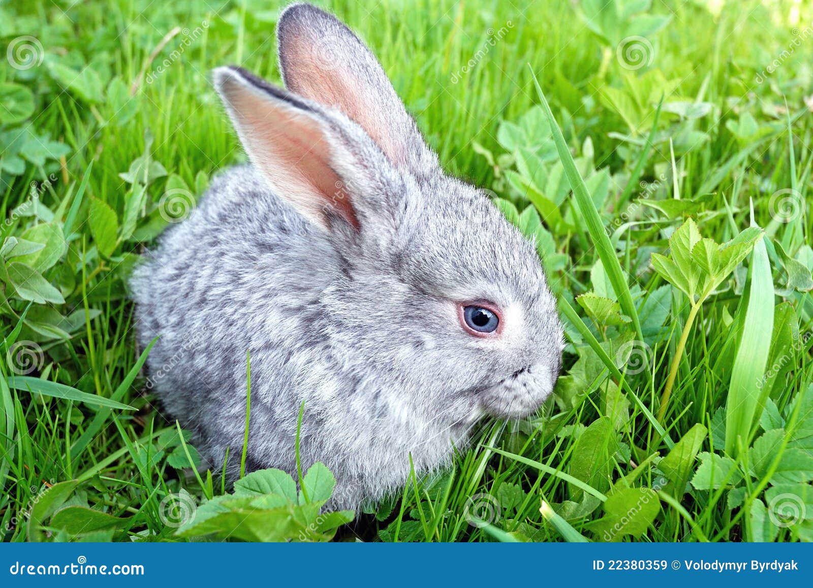 Little rabbit stock image. Image of cute, furry, lying - 22380359