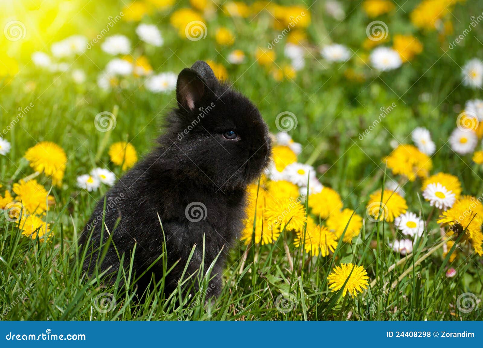 Little rabbit stock photo. Image of nature, outdoors - 24408298