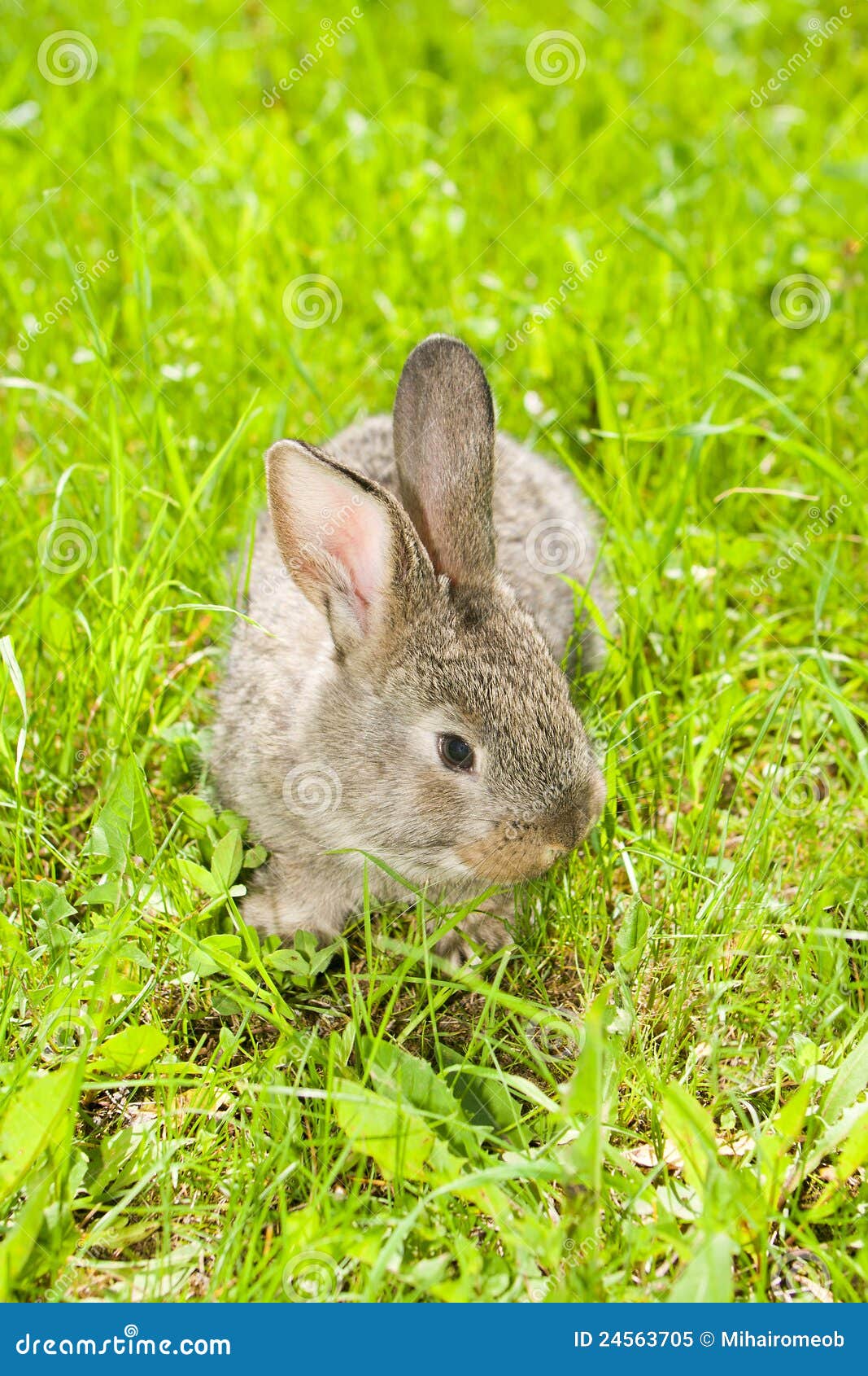 Little Rabbit stock image. Image of natural, environment - 24563705