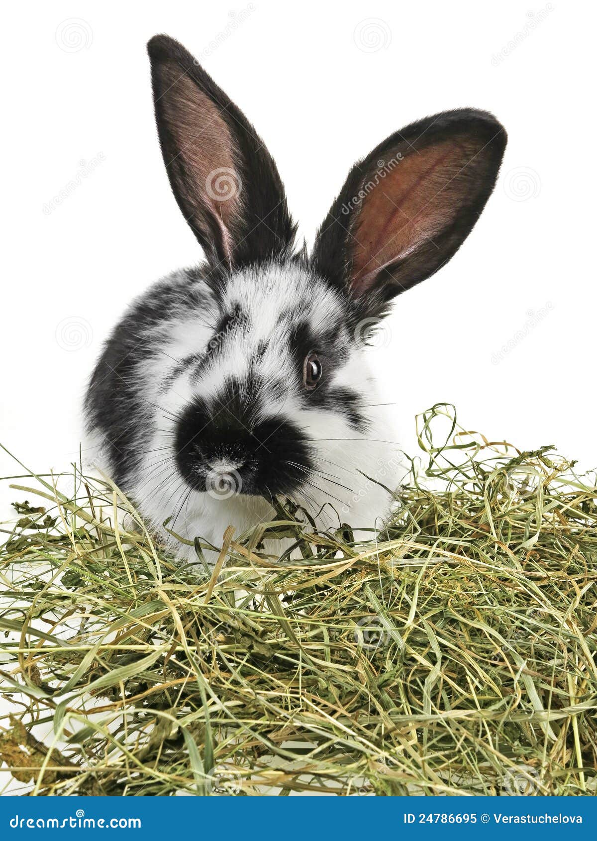 Little rabbit stock image. Image of mammal, baby, rabbit - 24786695