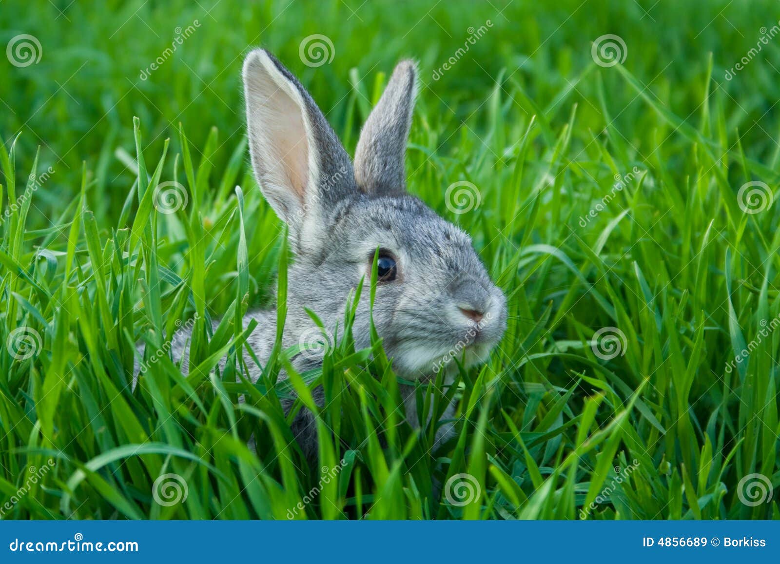 Little rabbit stock image. Image of body, discovery, bunny - 4856689
