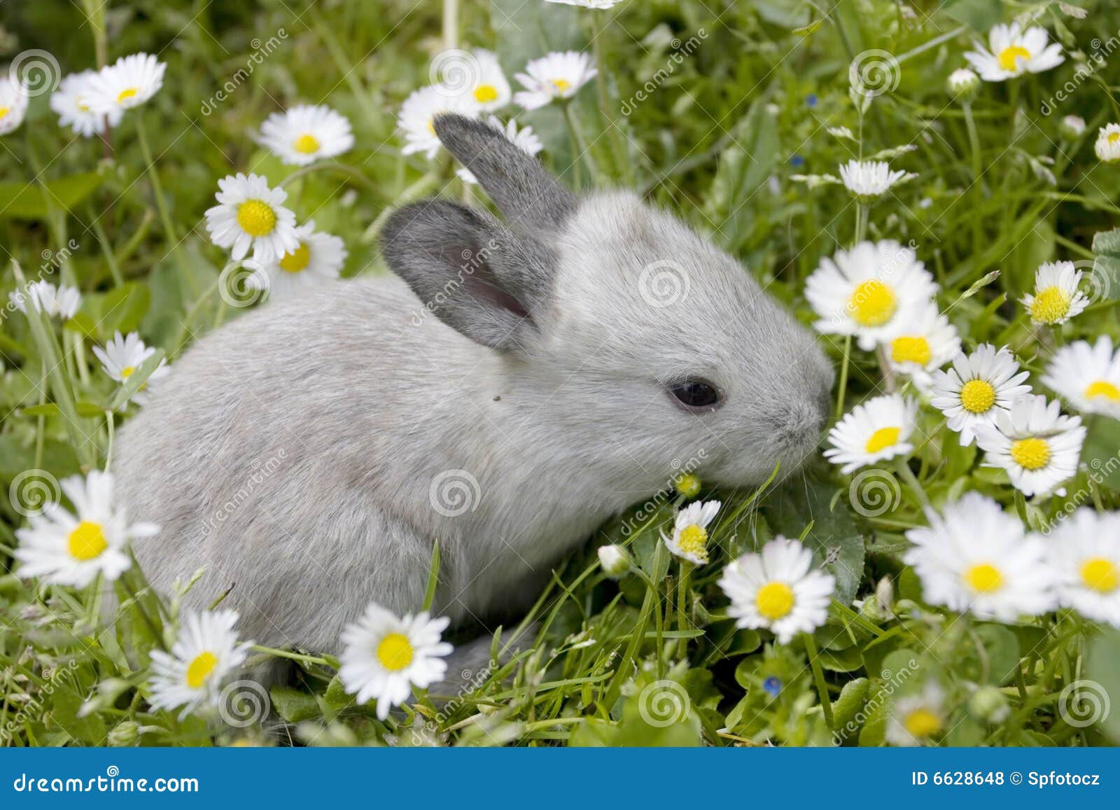A little rabbit stock photo. Image of nature, bunny, bugs - 6628648
