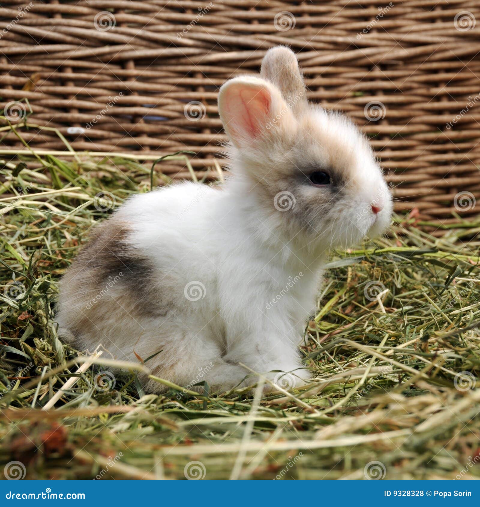 Little Rabbit stock photo. Image of funny, close, sweet - 9328328