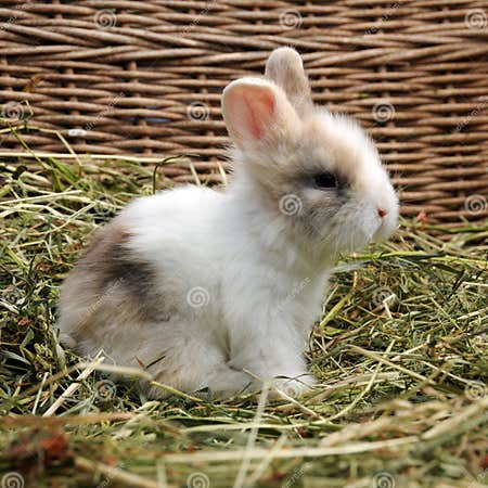 Little Rabbit stock photo. Image of funny, close, sweet - 9328328