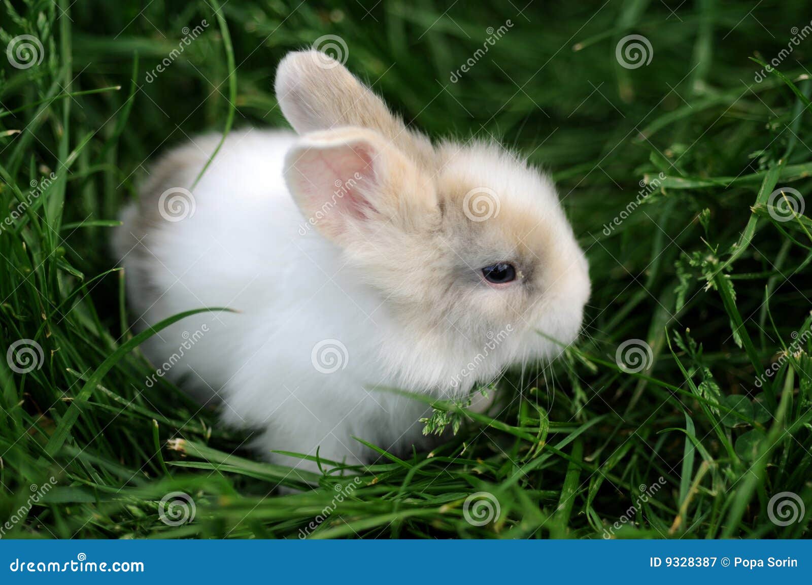 Little Rabbit stock image. Image of farming, mustaches - 9328387