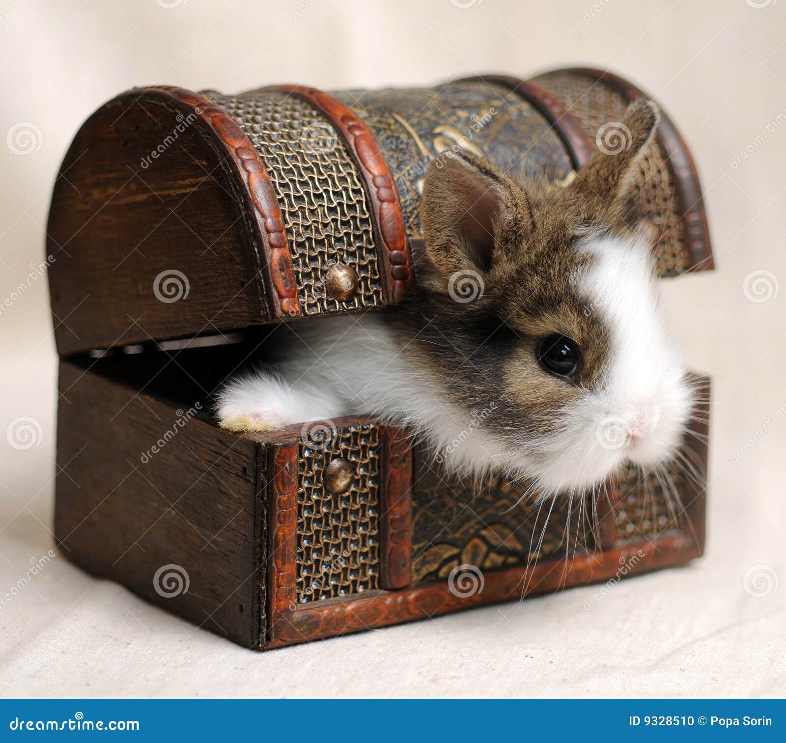 Little Rabbit stock photo. Image of farming, sweet, fluffy - 9328510