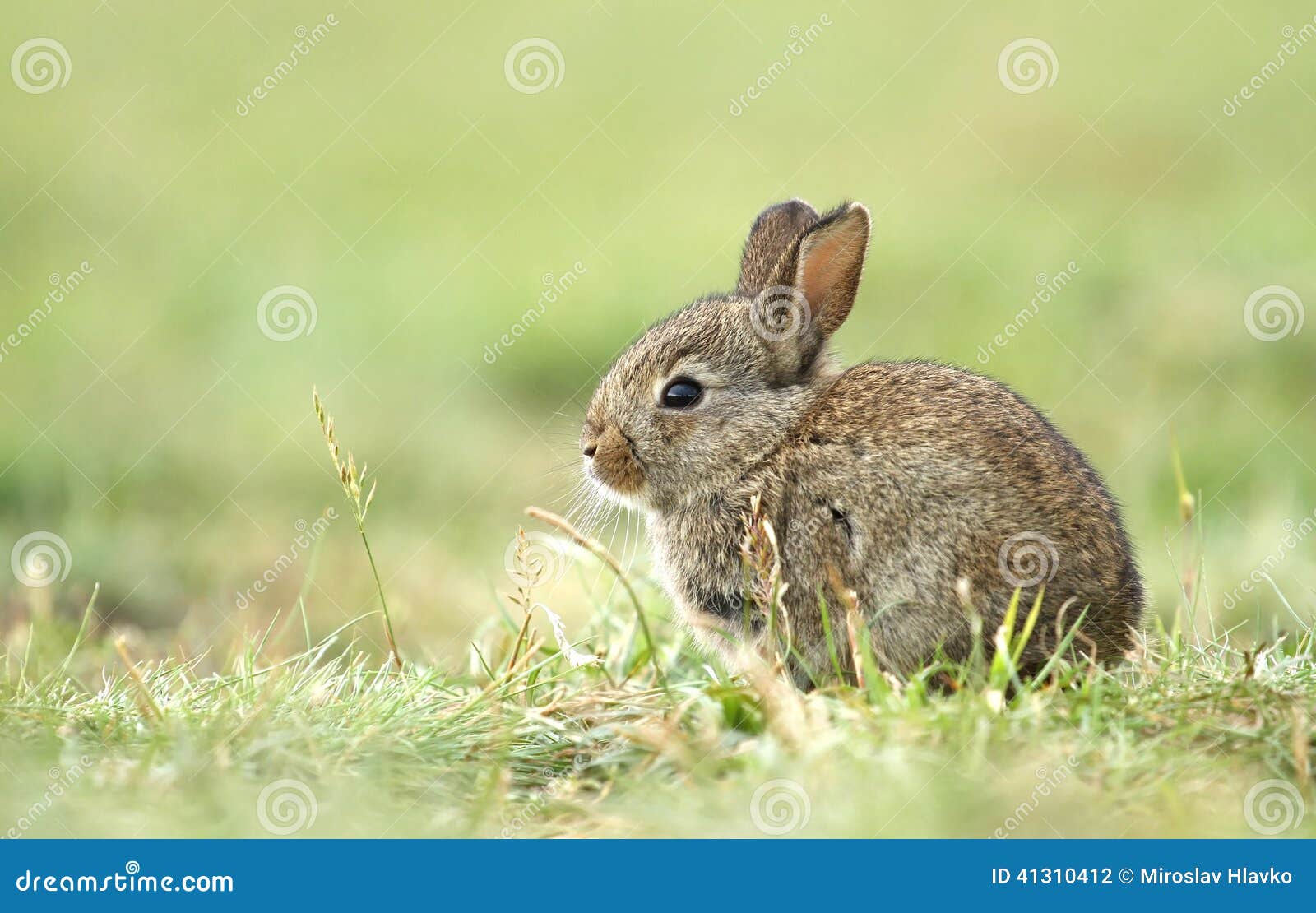 Little rabbit stock photo. Image of natural, nice, cuniculus - 41310412