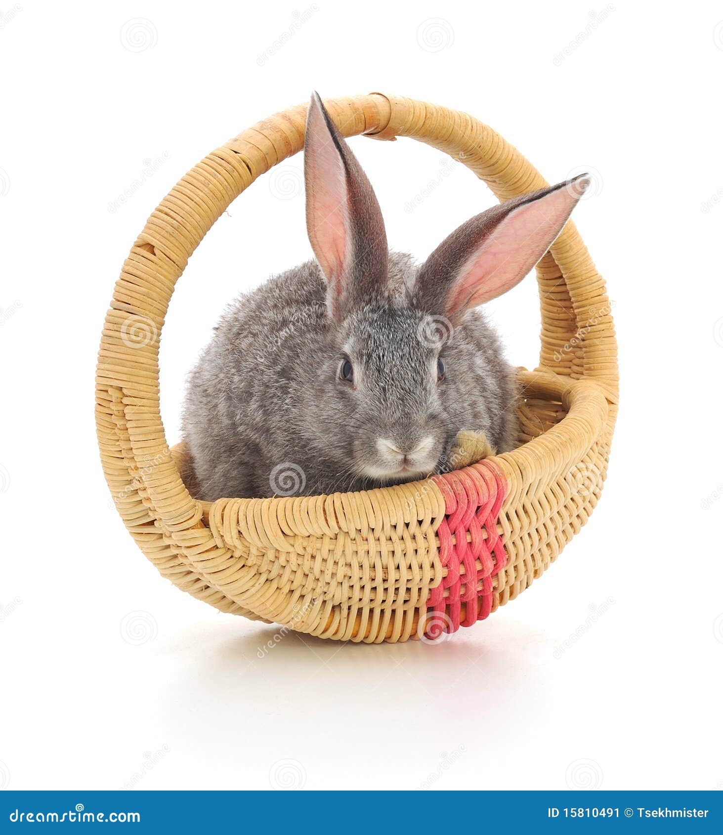 Little rabbit in a basket stock image. Image of rabbit - 15810491