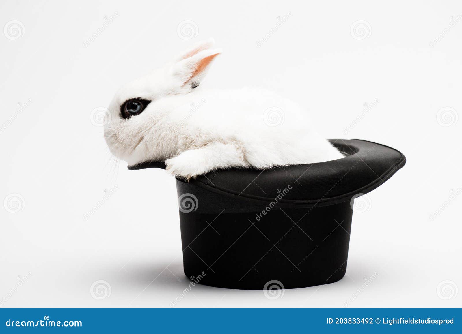 Little Rabbit in Black Hat on Stock Photo - Image of bunny, rabbit ...